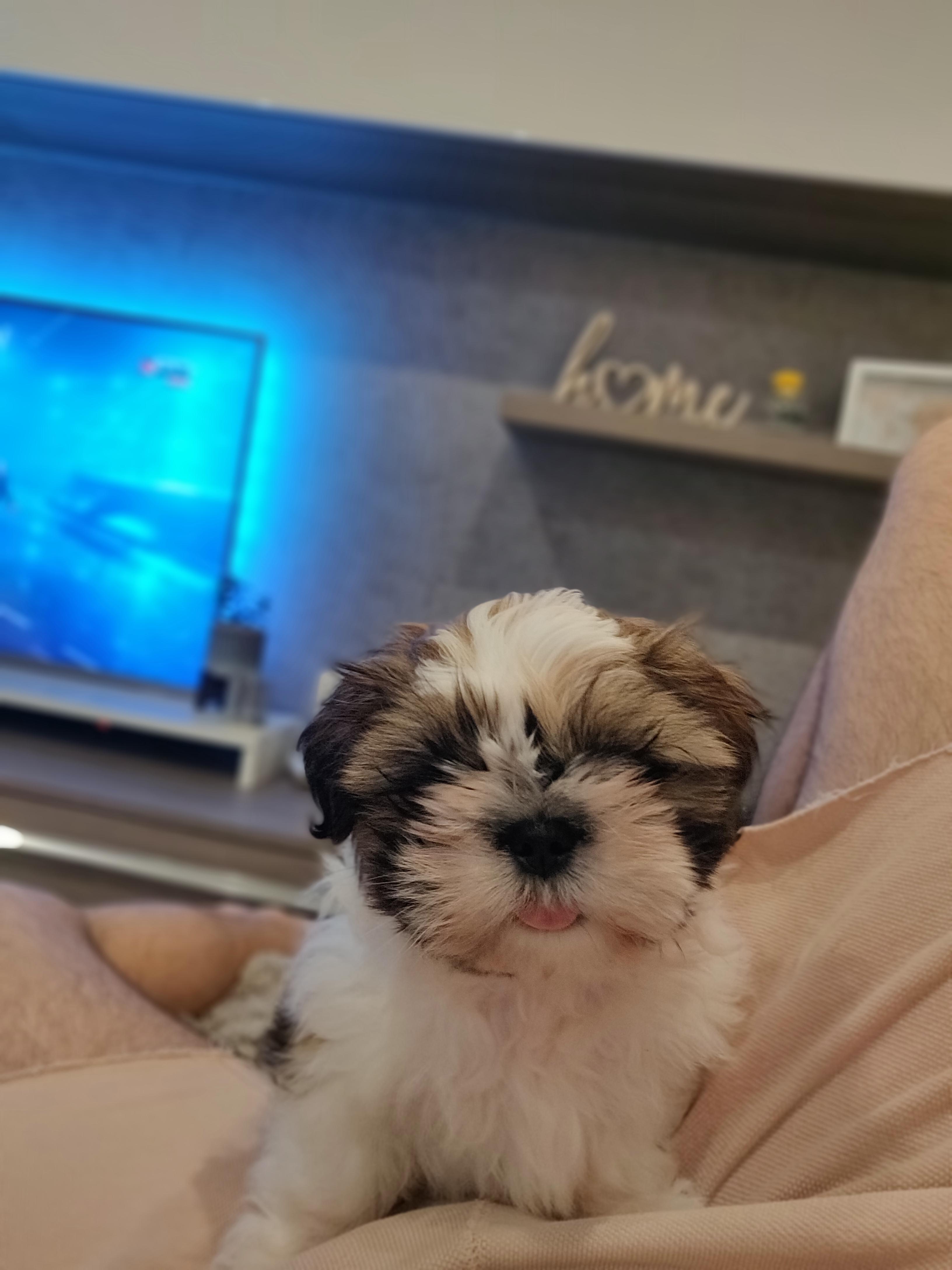 Meet Toby. My new pupper 🐻 | Scrolller