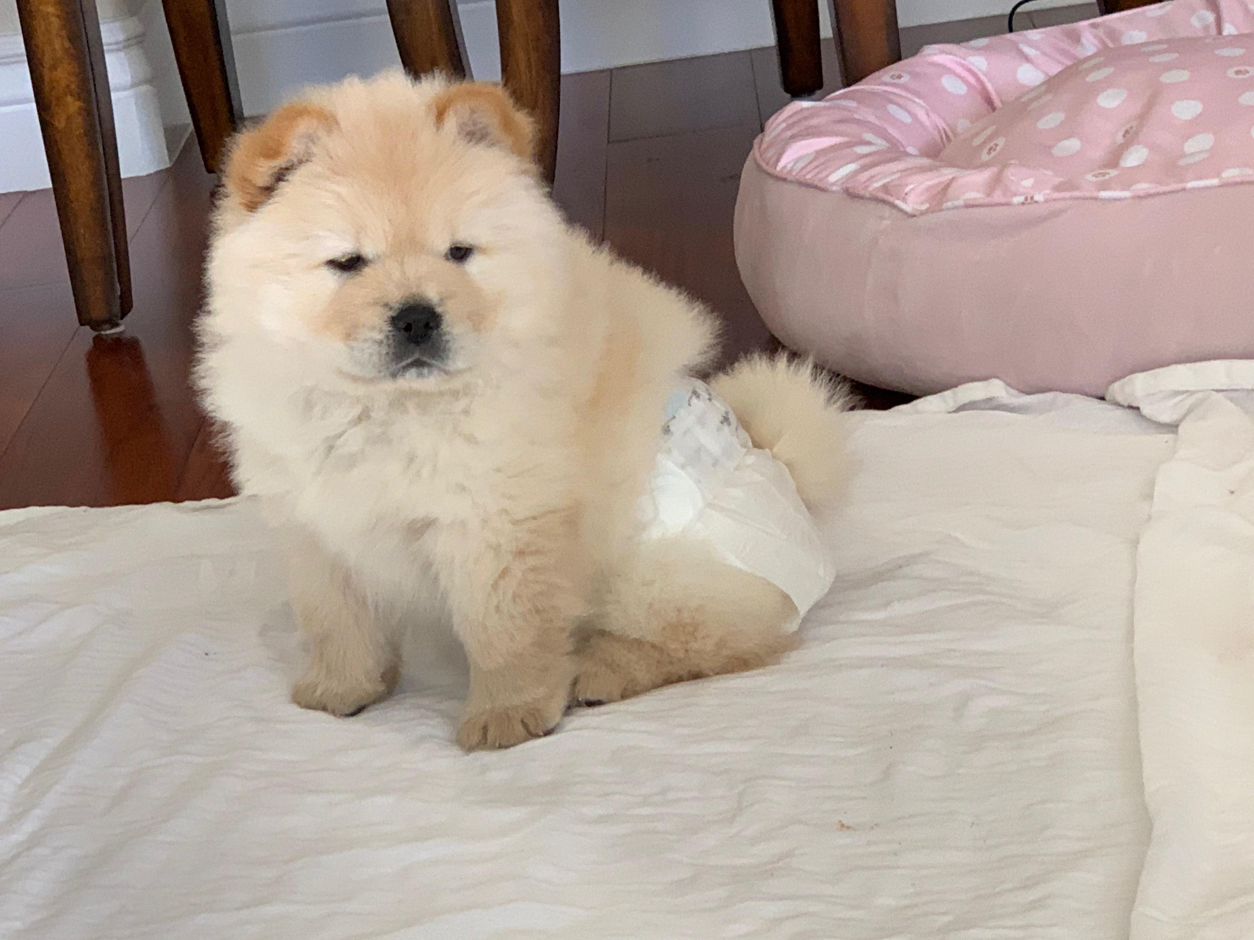 Meet Tofu - 8 weeks old | Scrolller