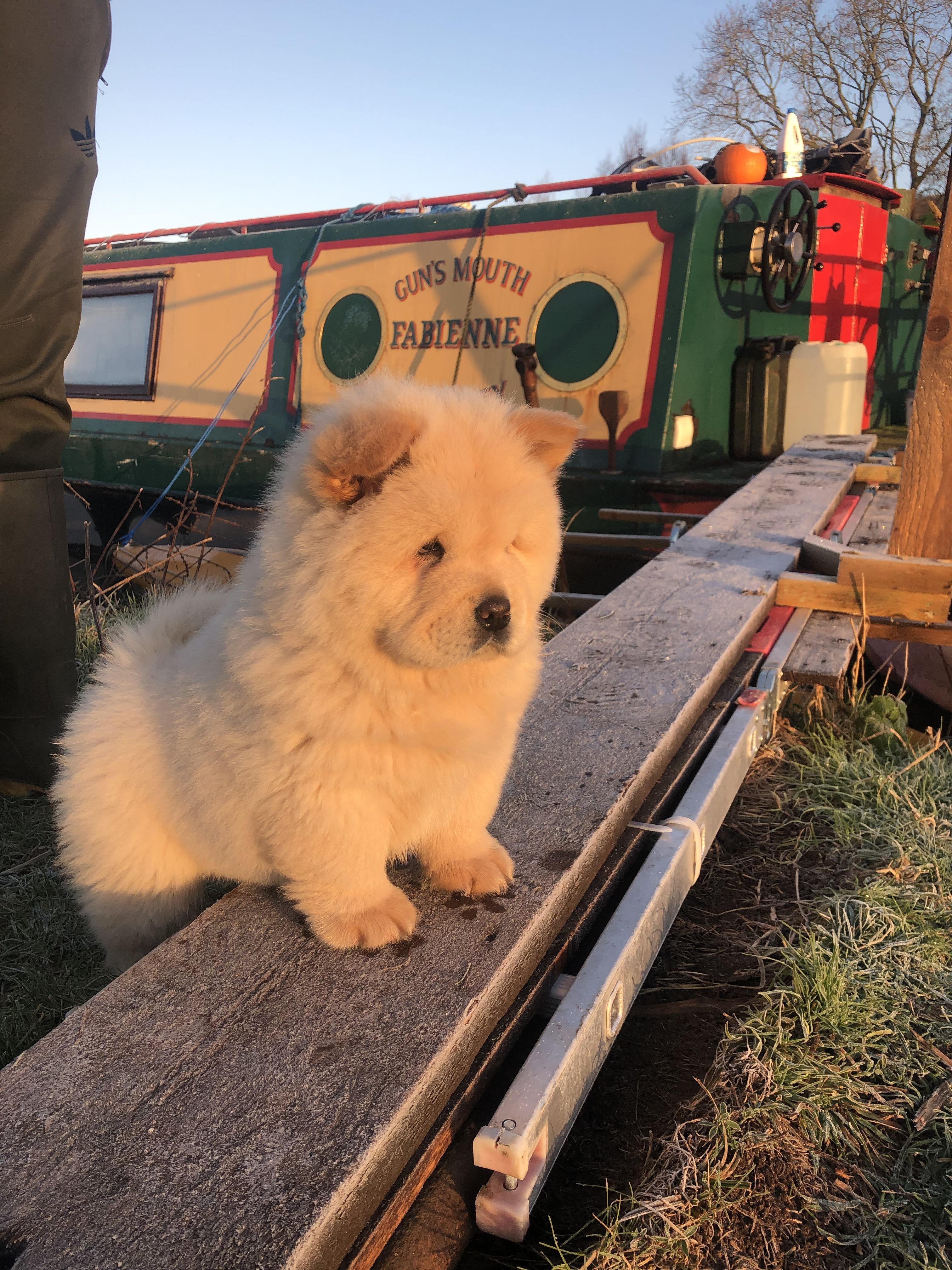 Meet Tofu, our chow pup! | Scrolller