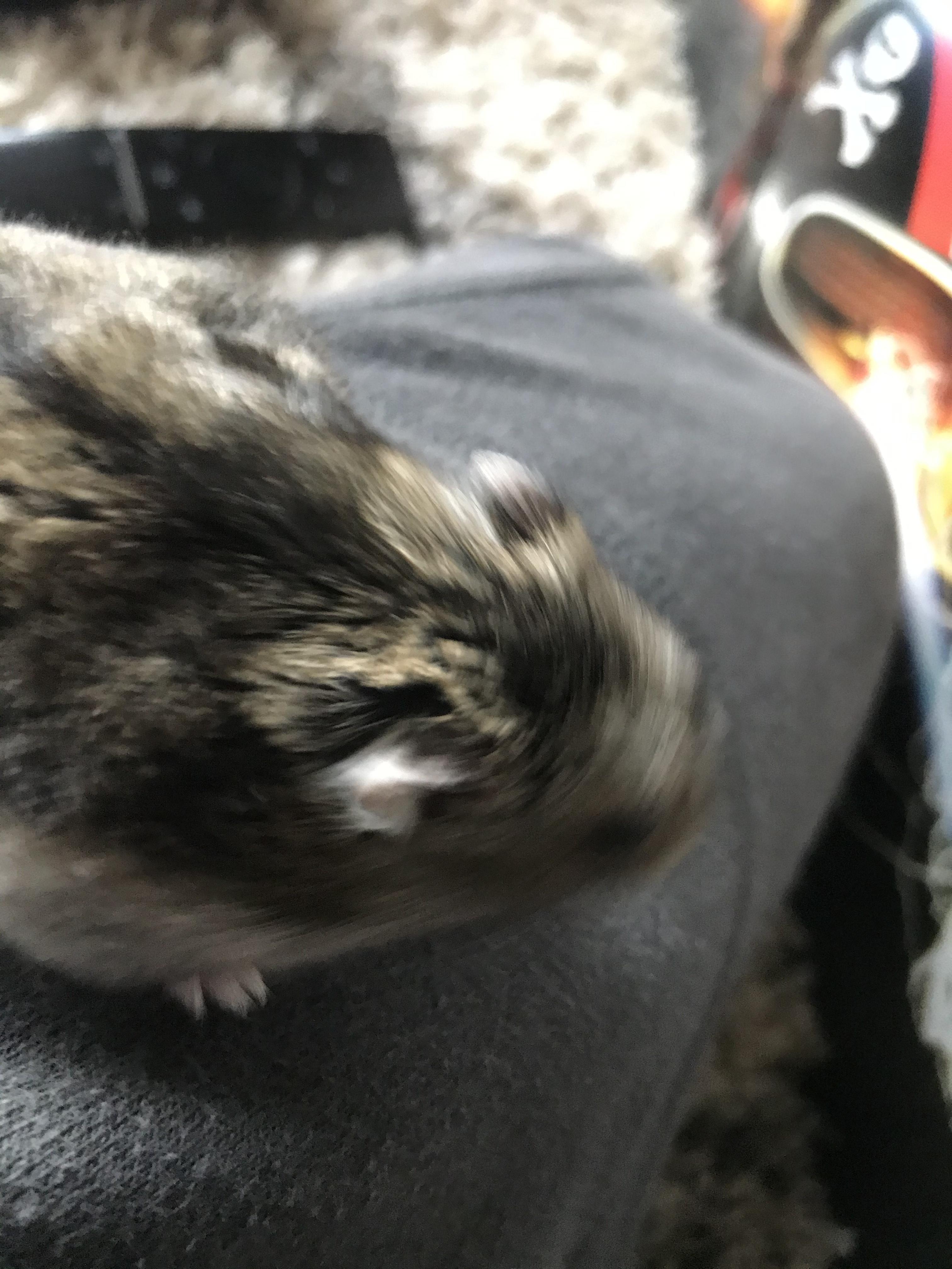 Meet togo! | Scrolller