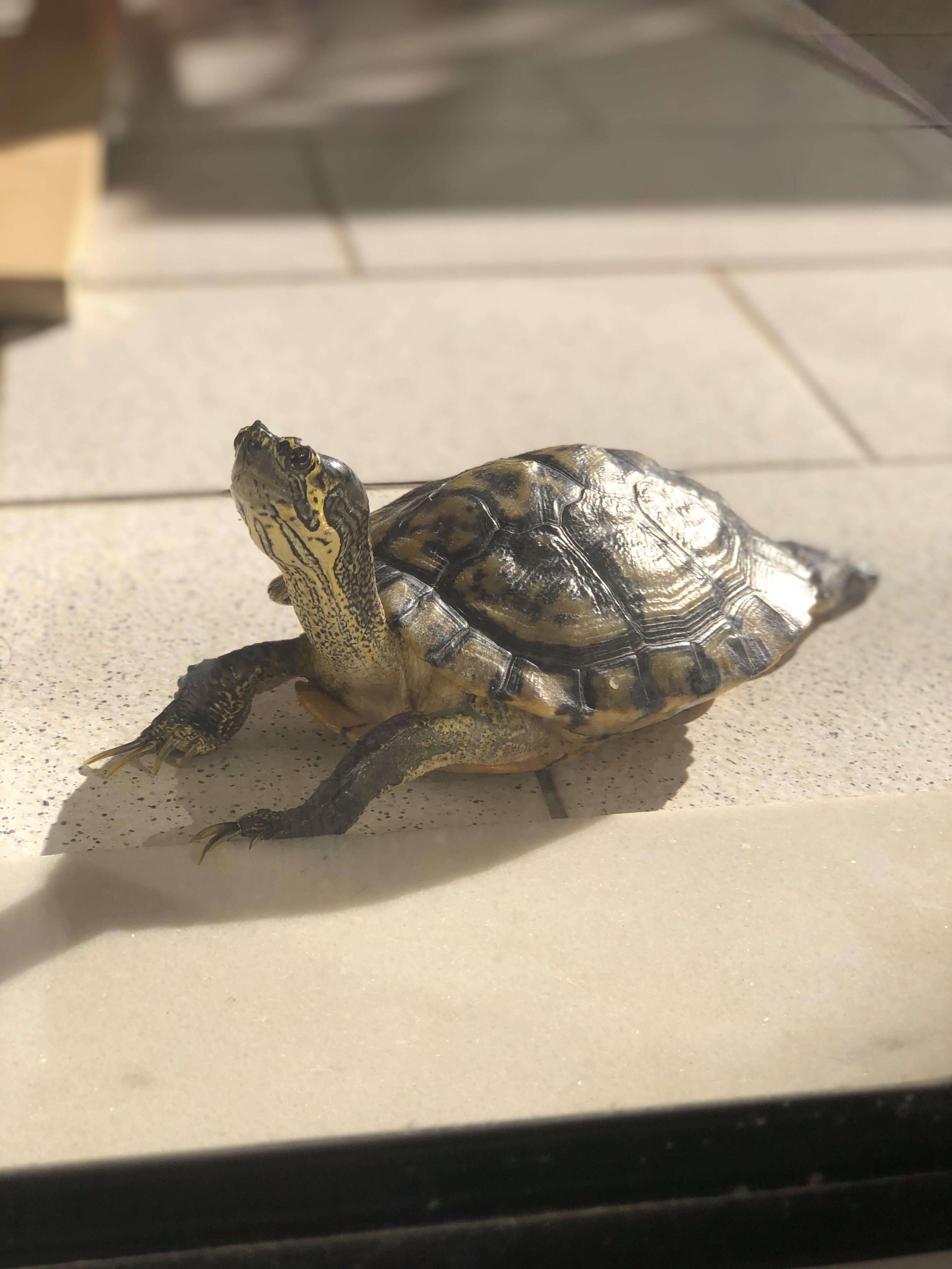 Meet Toulis guys! He is 9 years old and he is my first child! | Scrolller