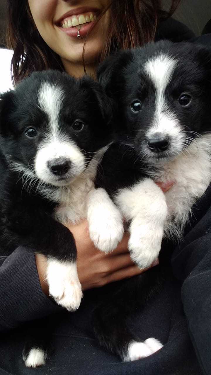 meet venus and vera! | Scrolller