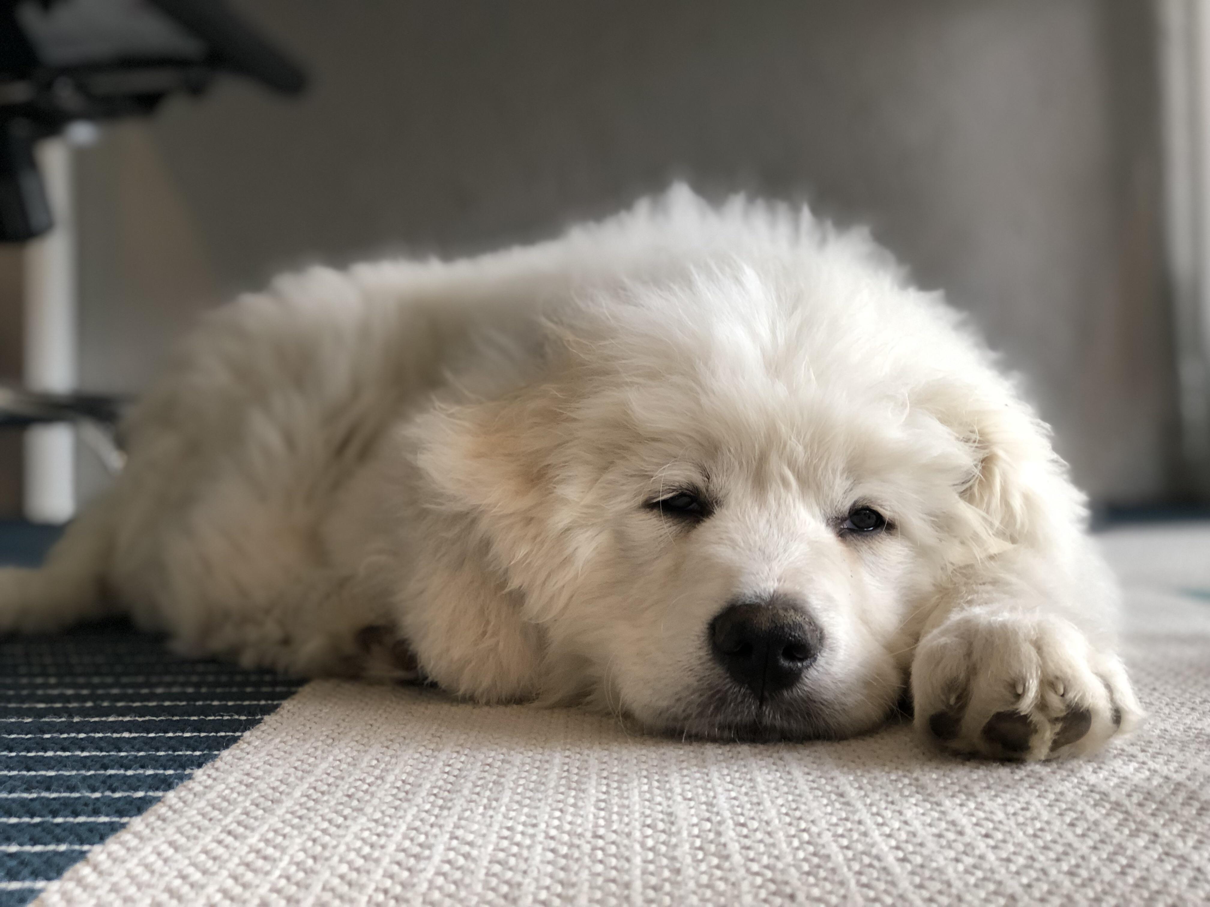 Meet Walter the Great | Scrolller