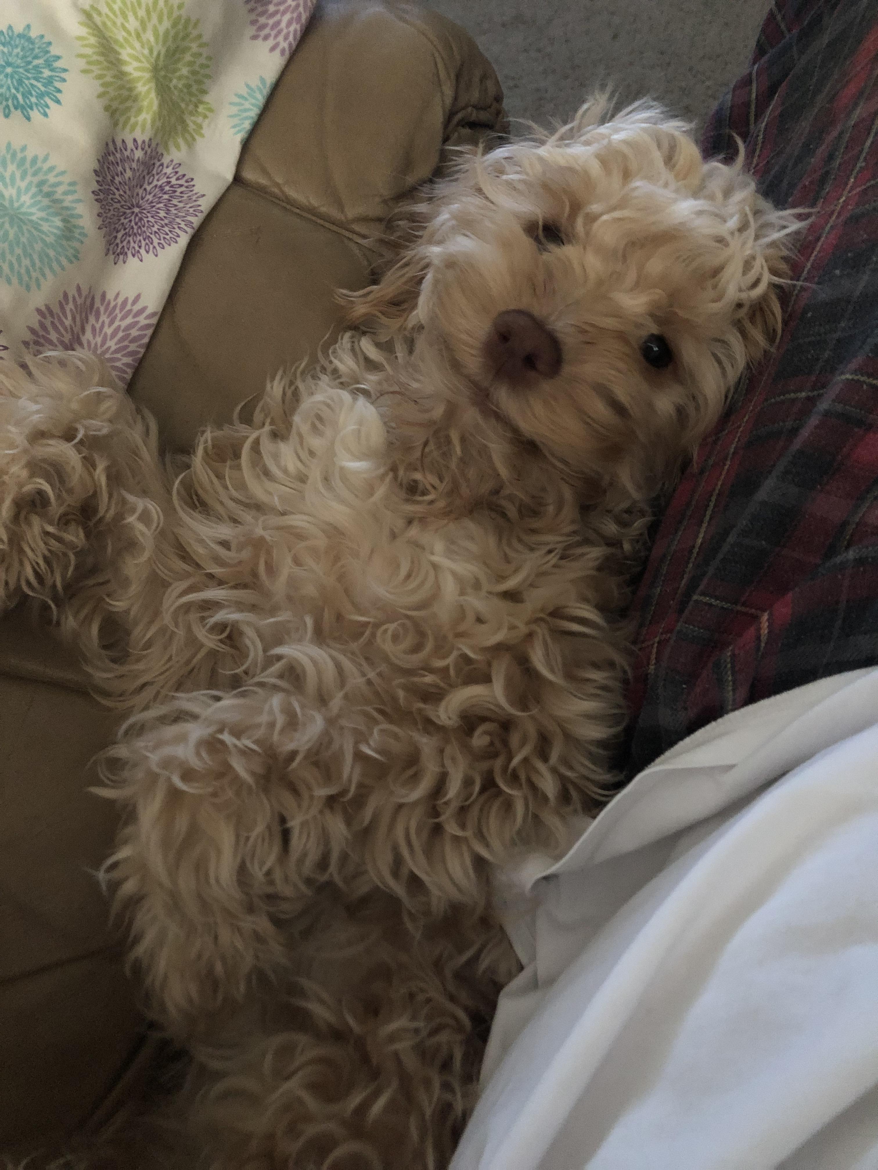 Meet Winnie, destroyer of worlds...and socks | Scrolller