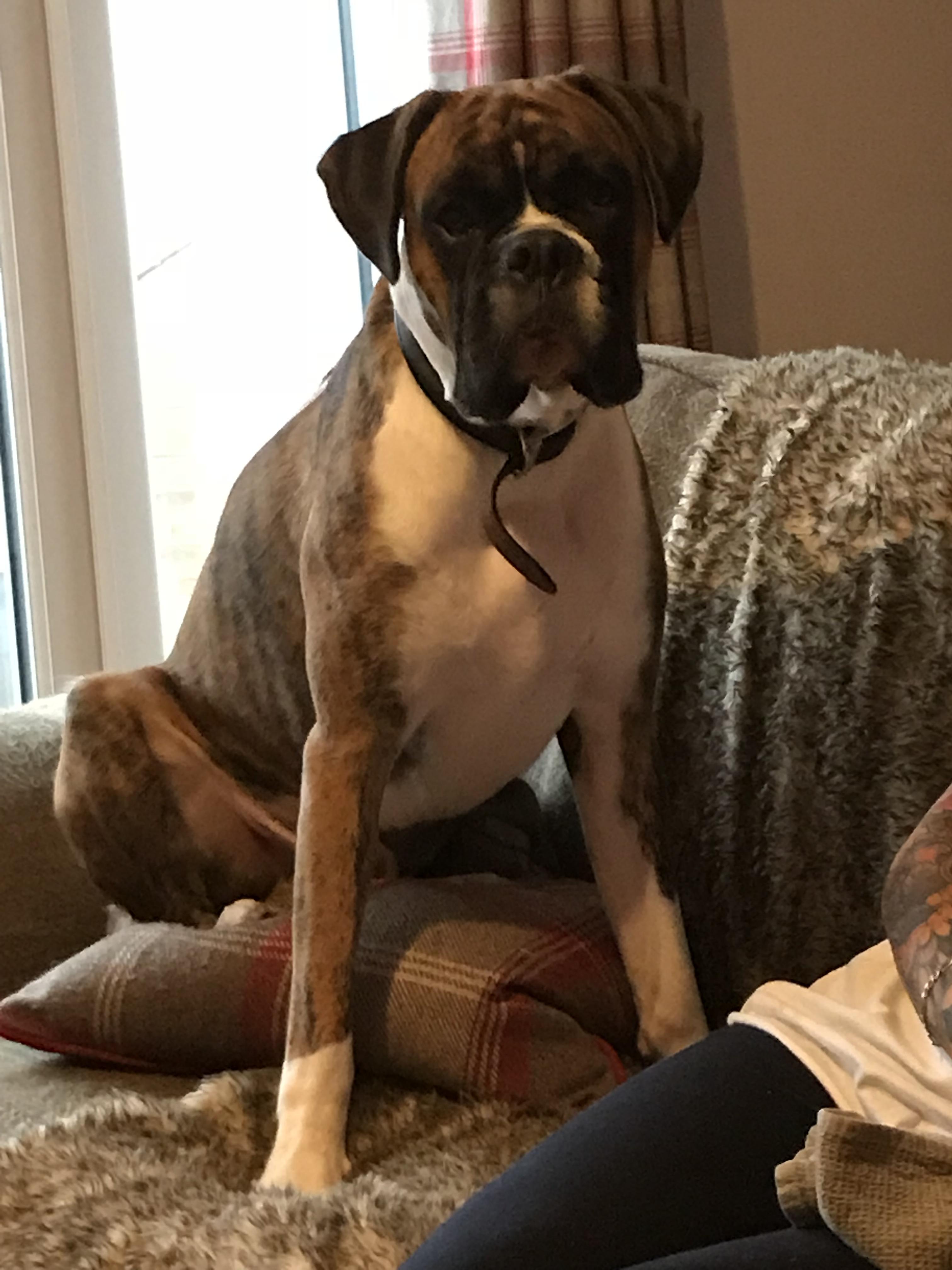 Meet zeus | Scrolller