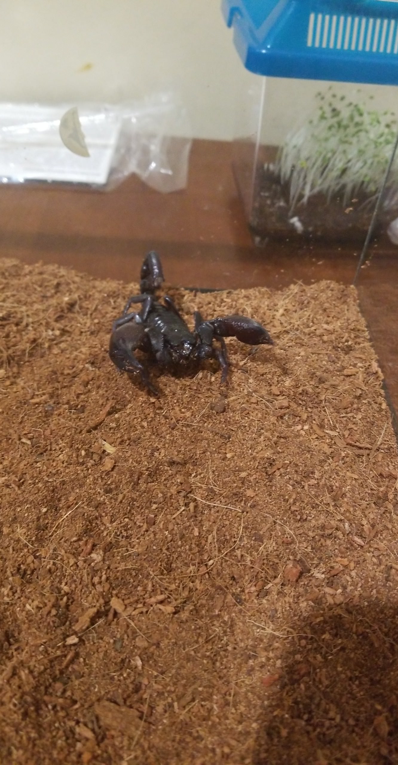 Meet Zoidberg my new Asian Forest Scorpion | Scrolller