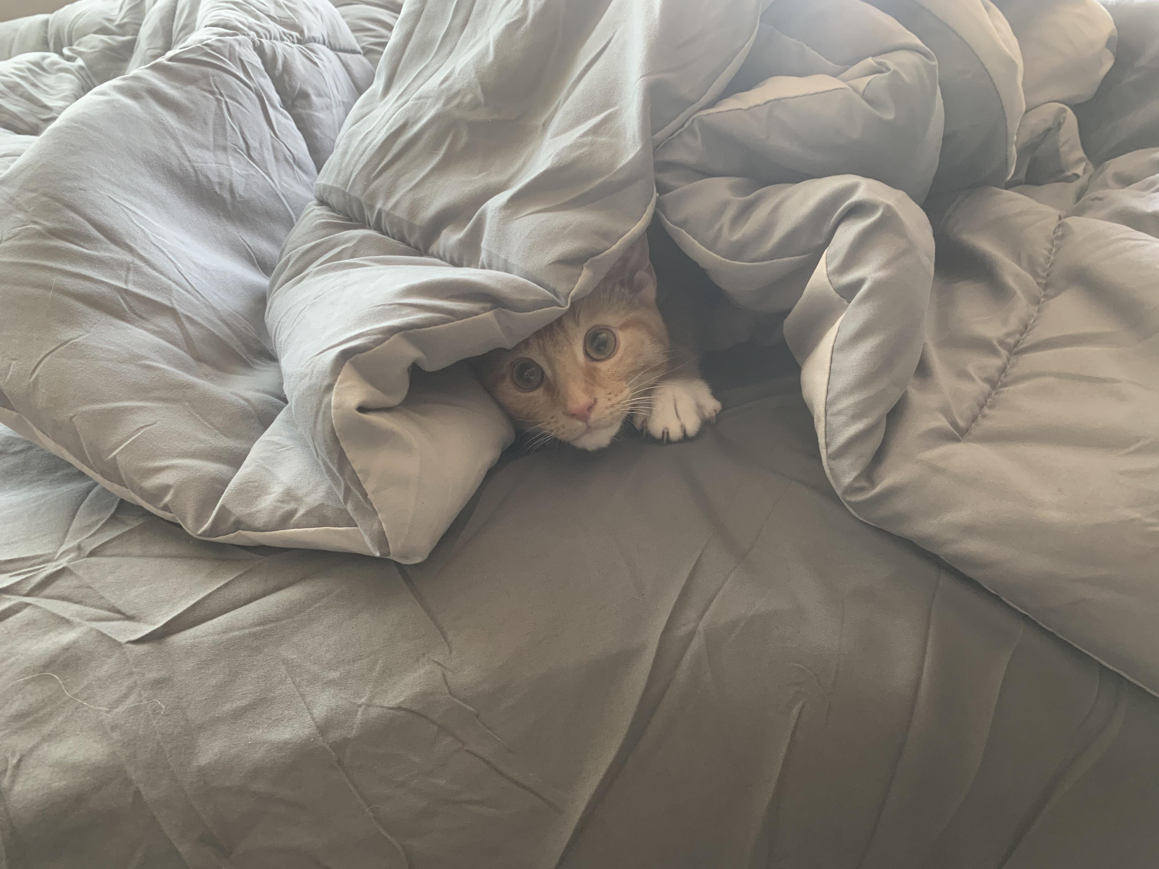 Melon making himself comfy! | Scrolller