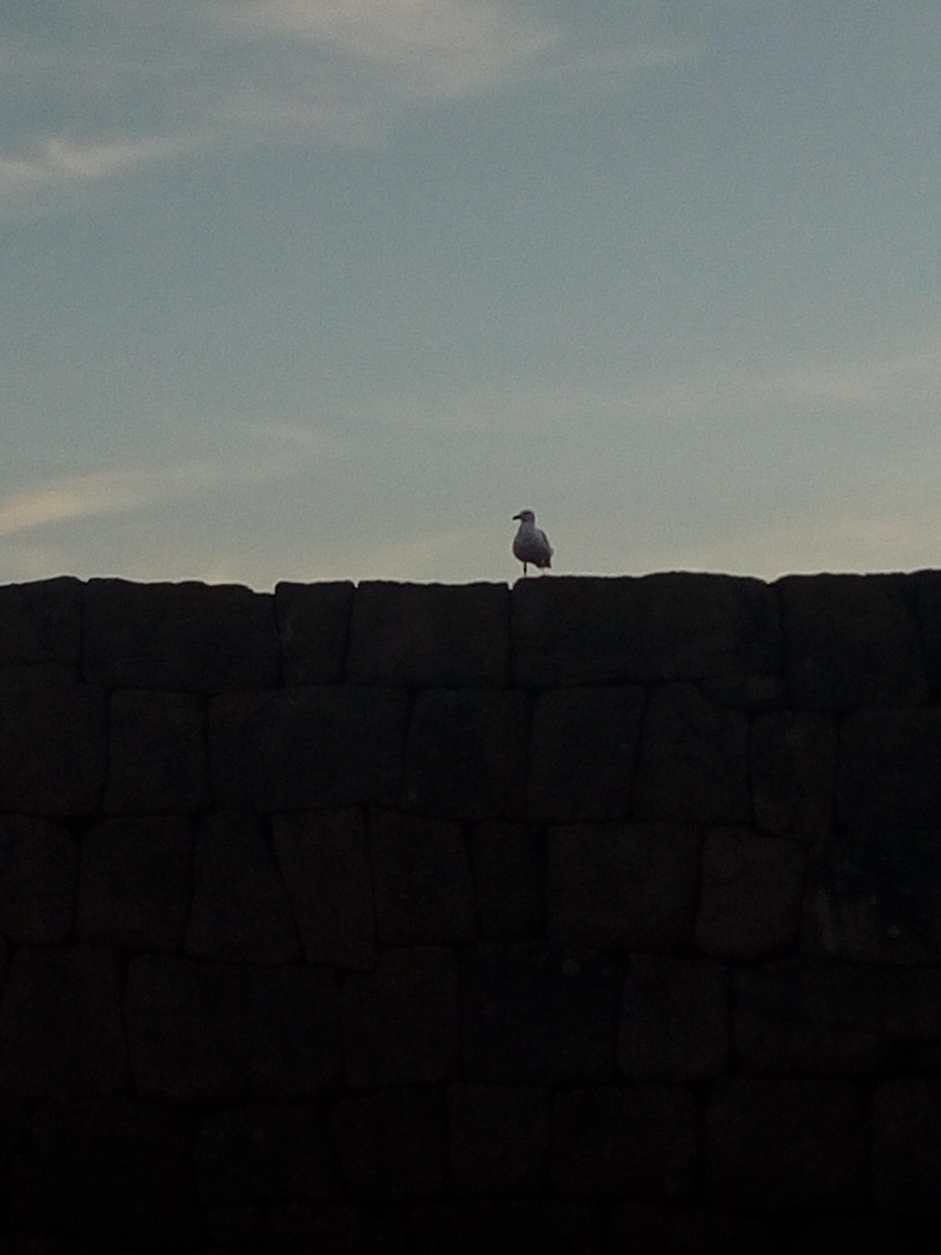 Menacing Gull | Scrolller