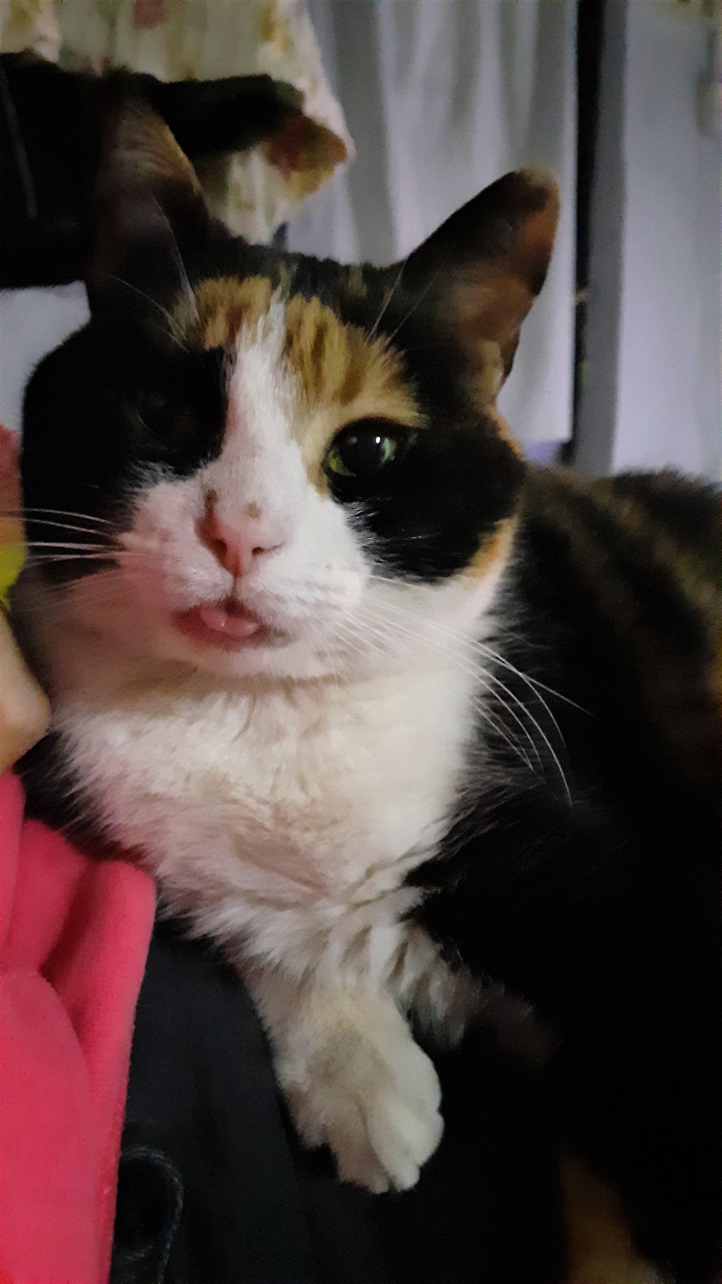 meow_irl | Scrolller