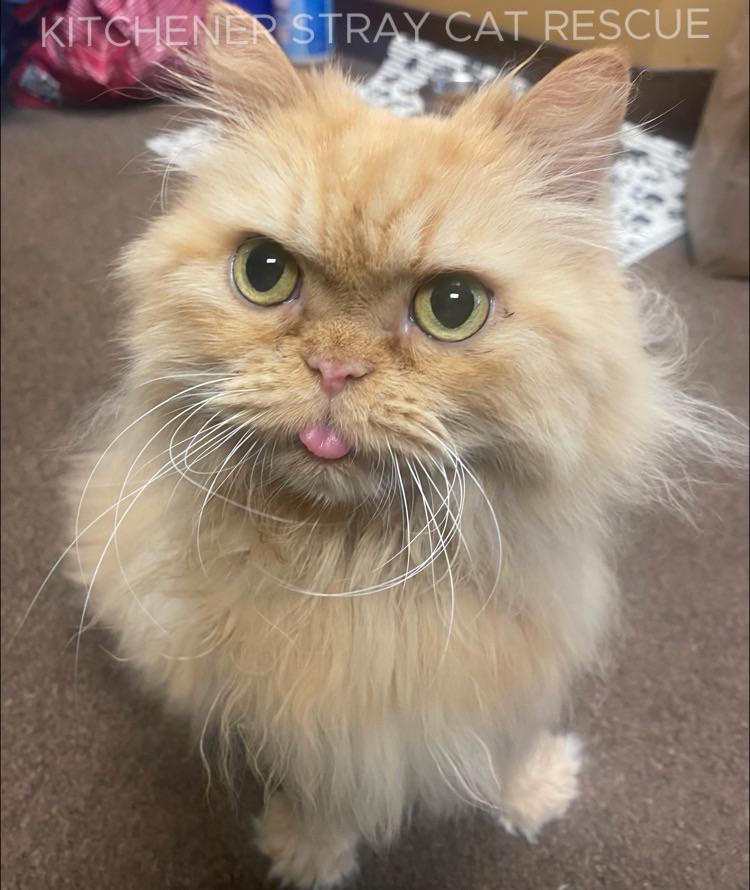 Meow_irl | Scrolller