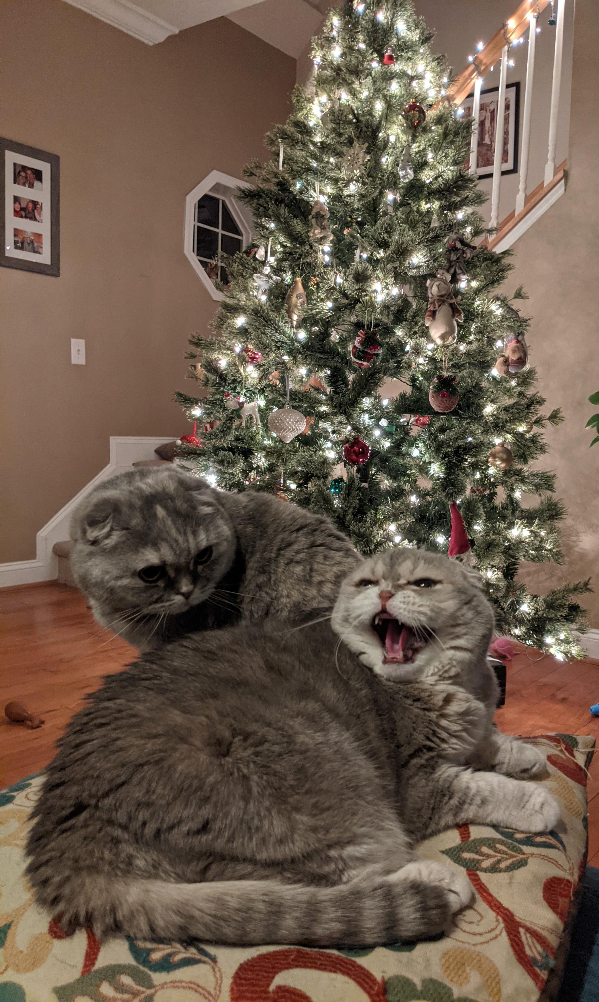 Merry Christmas from Luna and Juno. | Scrolller