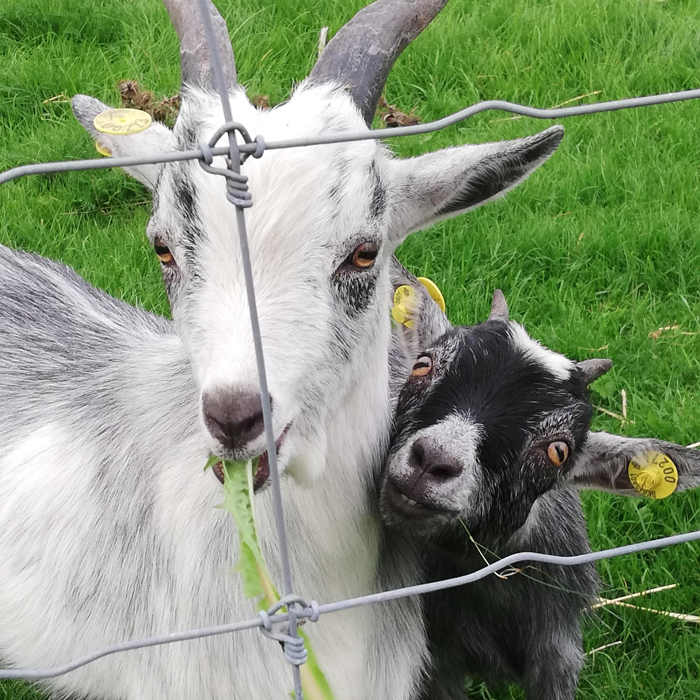 Met these cuties on my walk | Scrolller