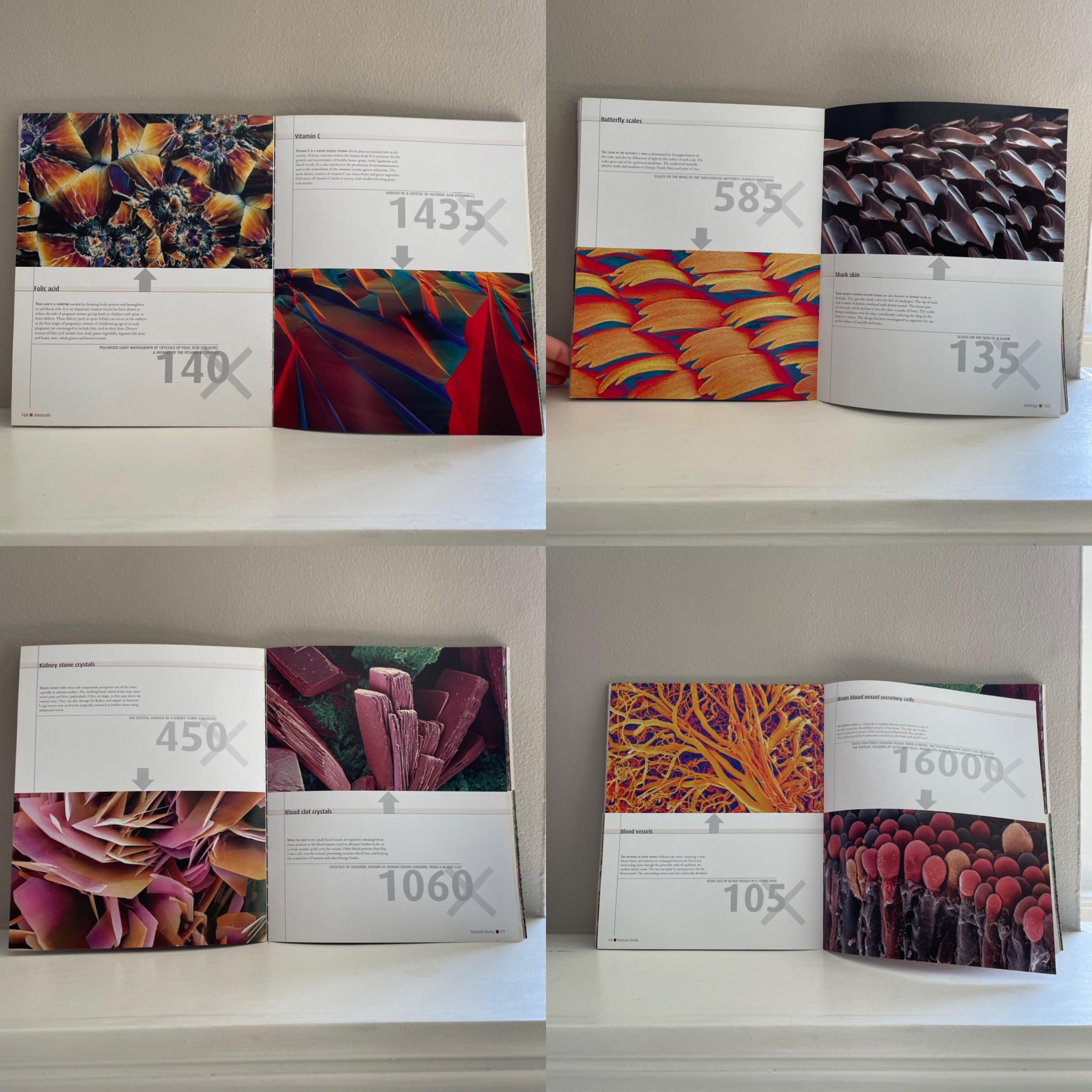 Microcosmos - Brandon Broll | Scrolller