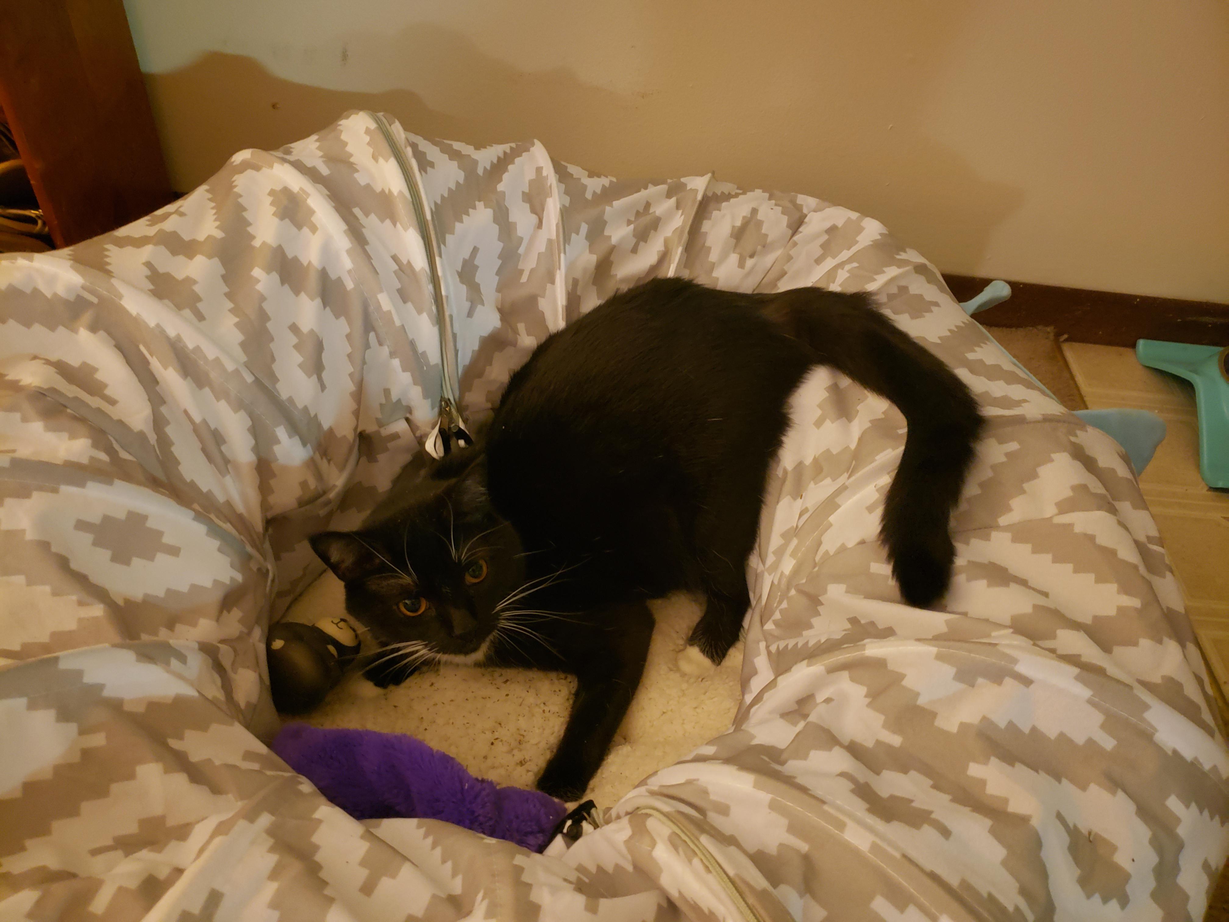 Might have had catnip.. | Scrolller