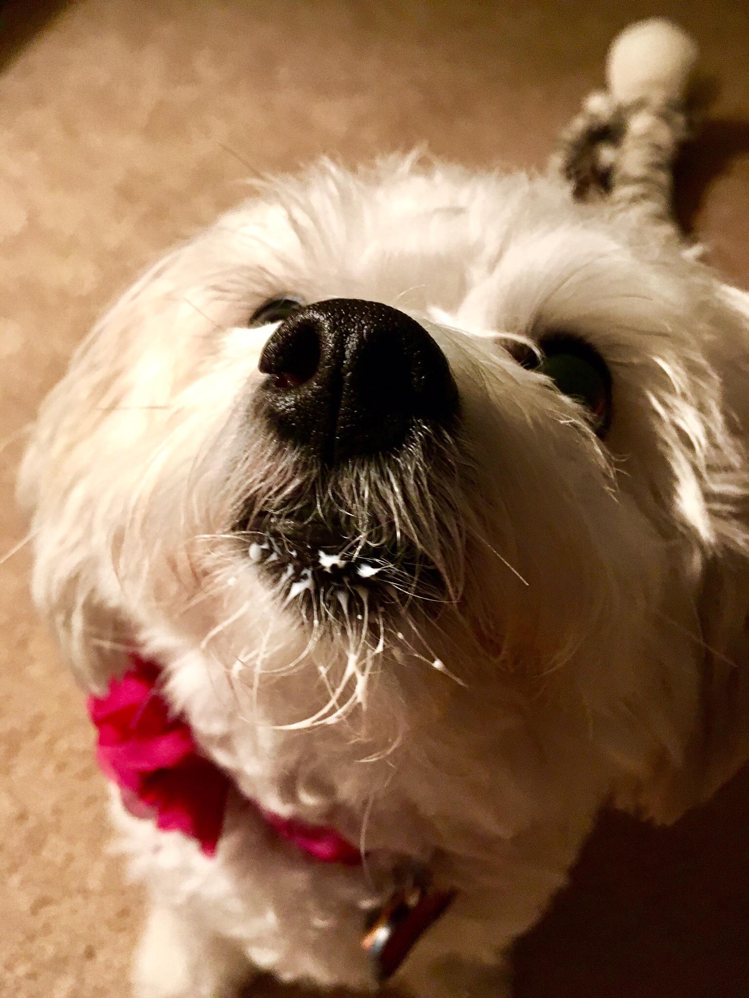 Milk mustache | Scrolller