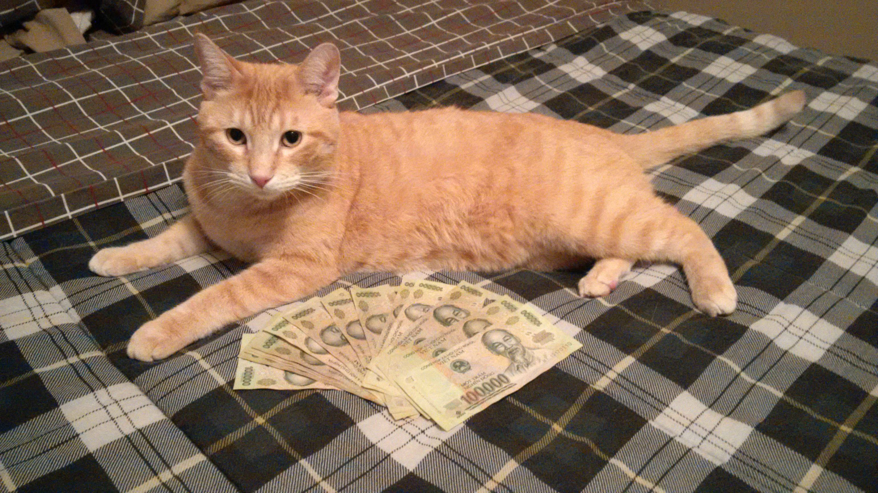 Millionaire Pimp Cat of Ho Chi Minh City | Scrolller