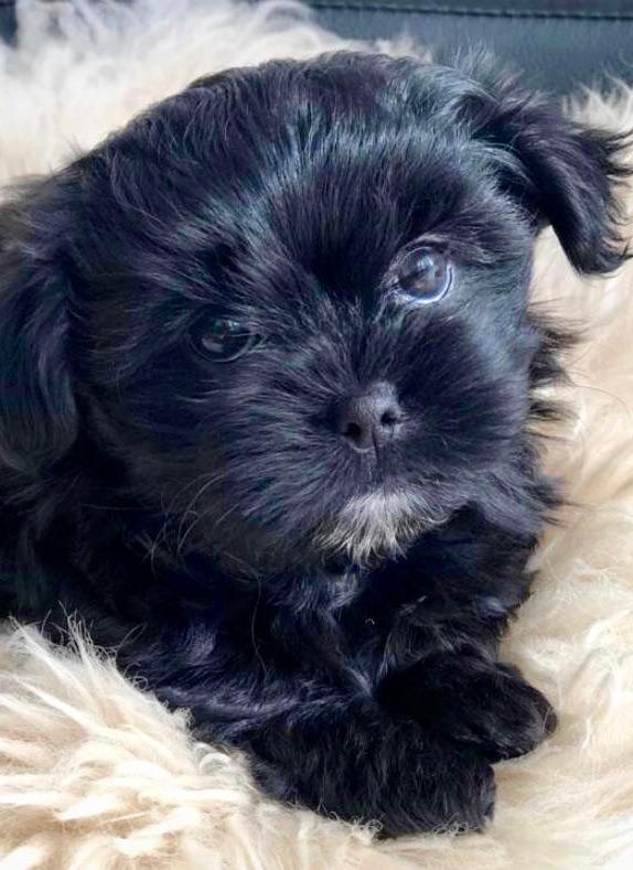 Milo.. 7 weeks old | Scrolller