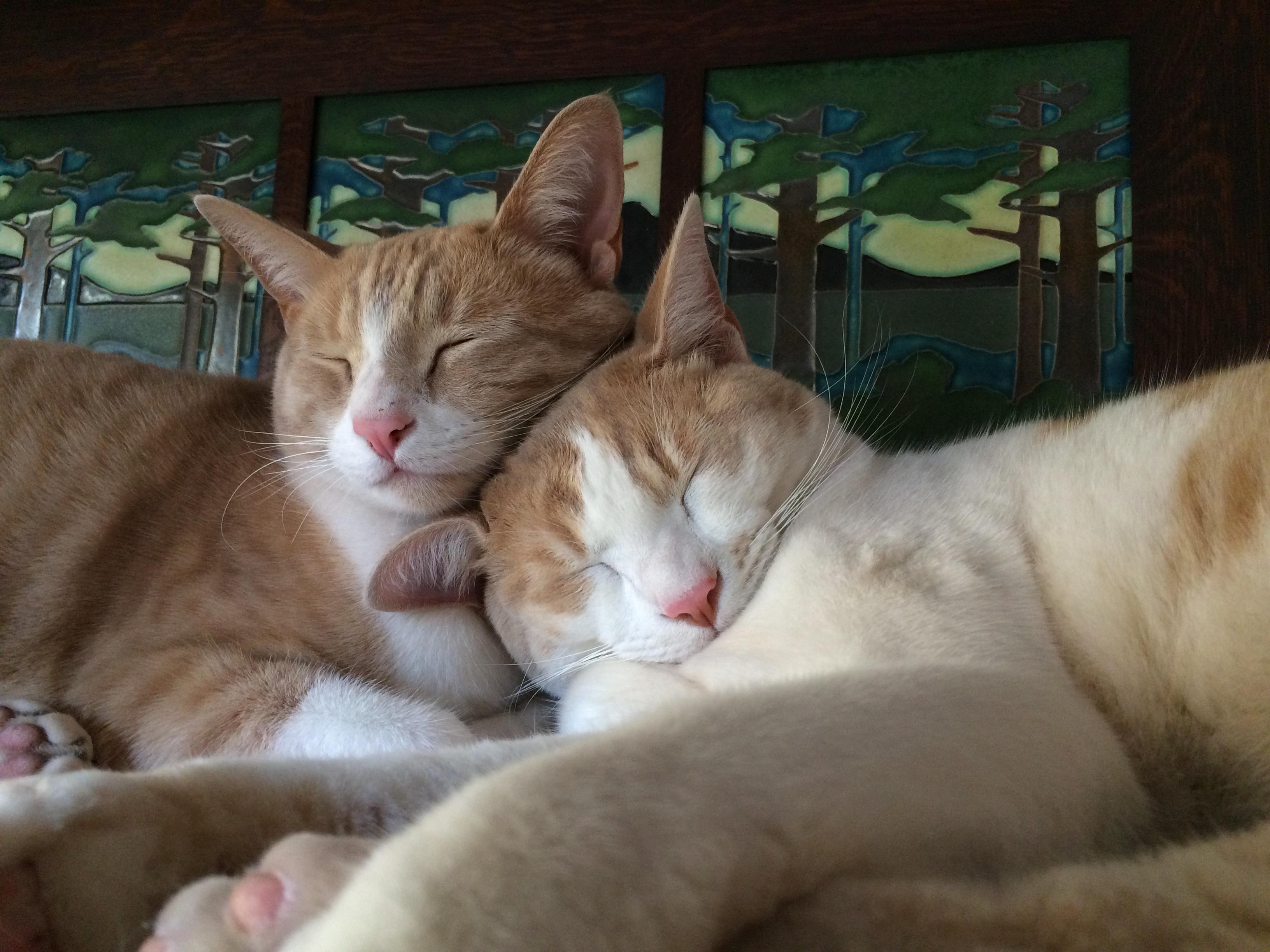 Milo and Luke are brothers | Scrolller