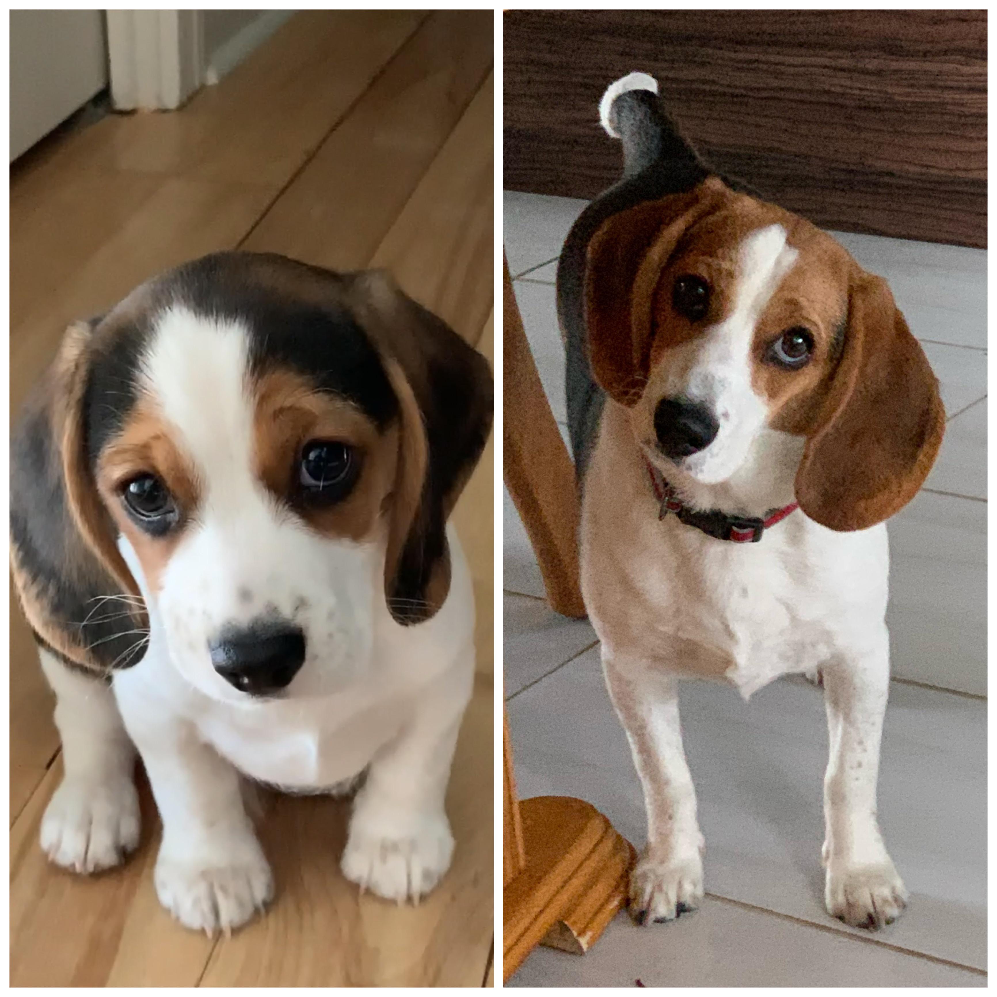 Milo at 2 months and 8 months. | Scrolller