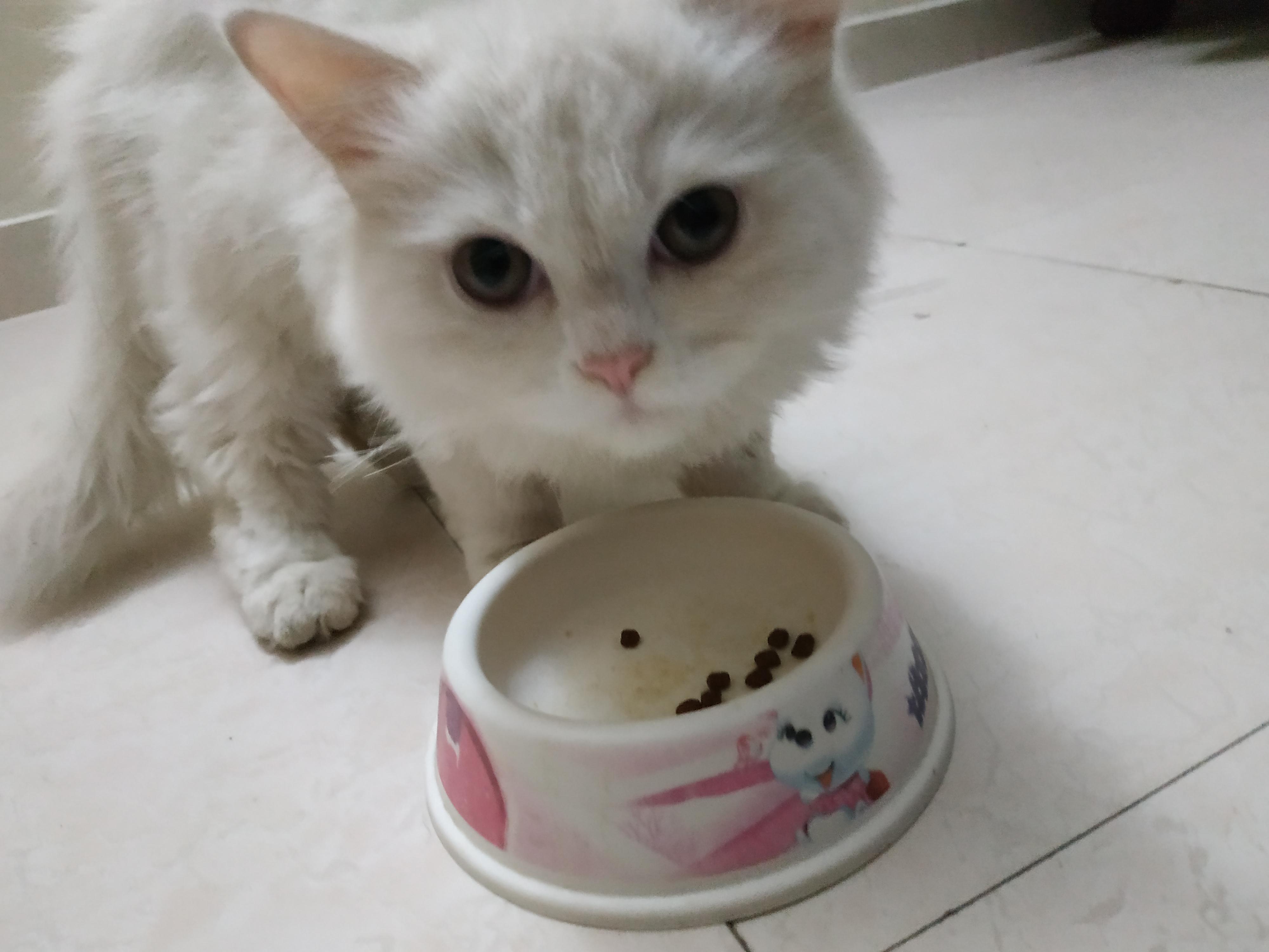 Milo Dinner time! | Scrolller