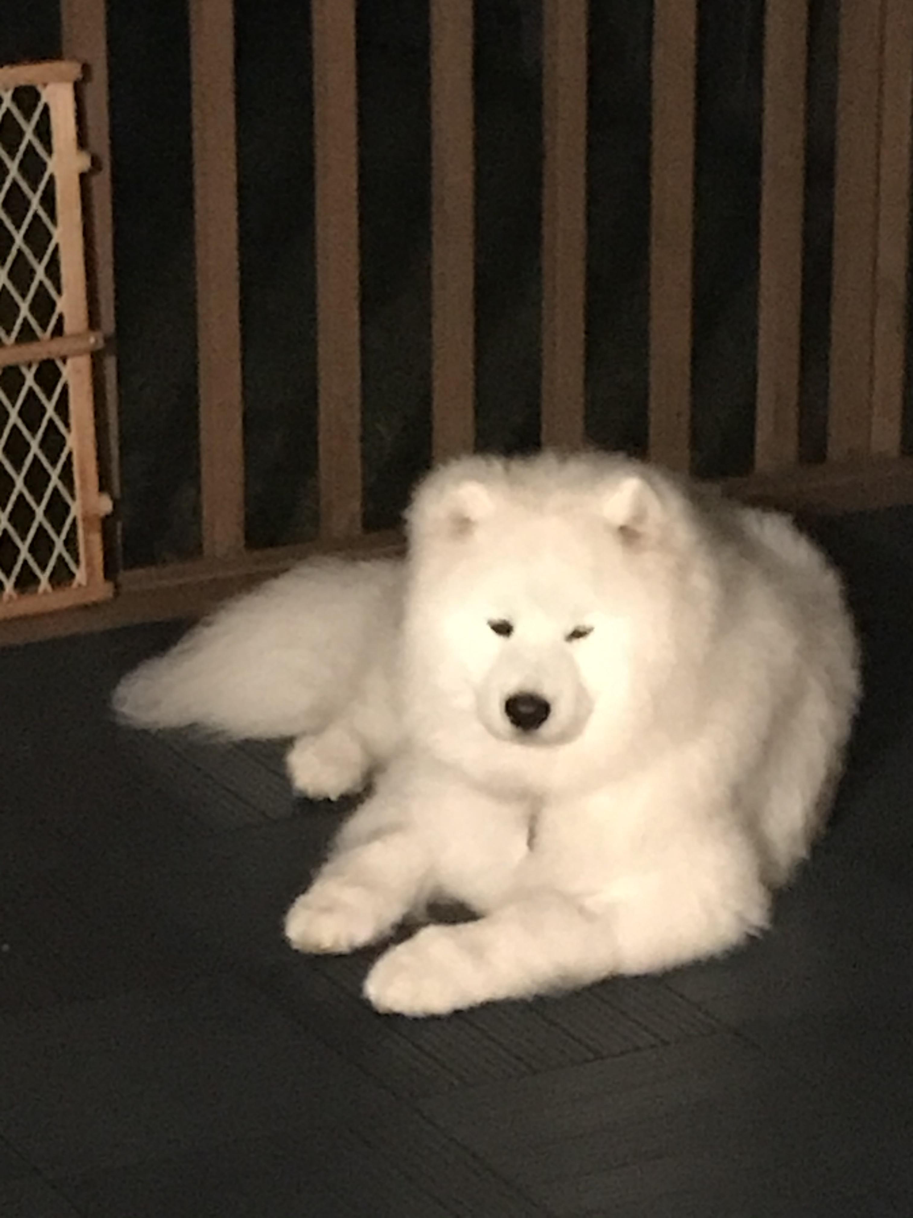 Milo enjoying the cold night | Scrolller