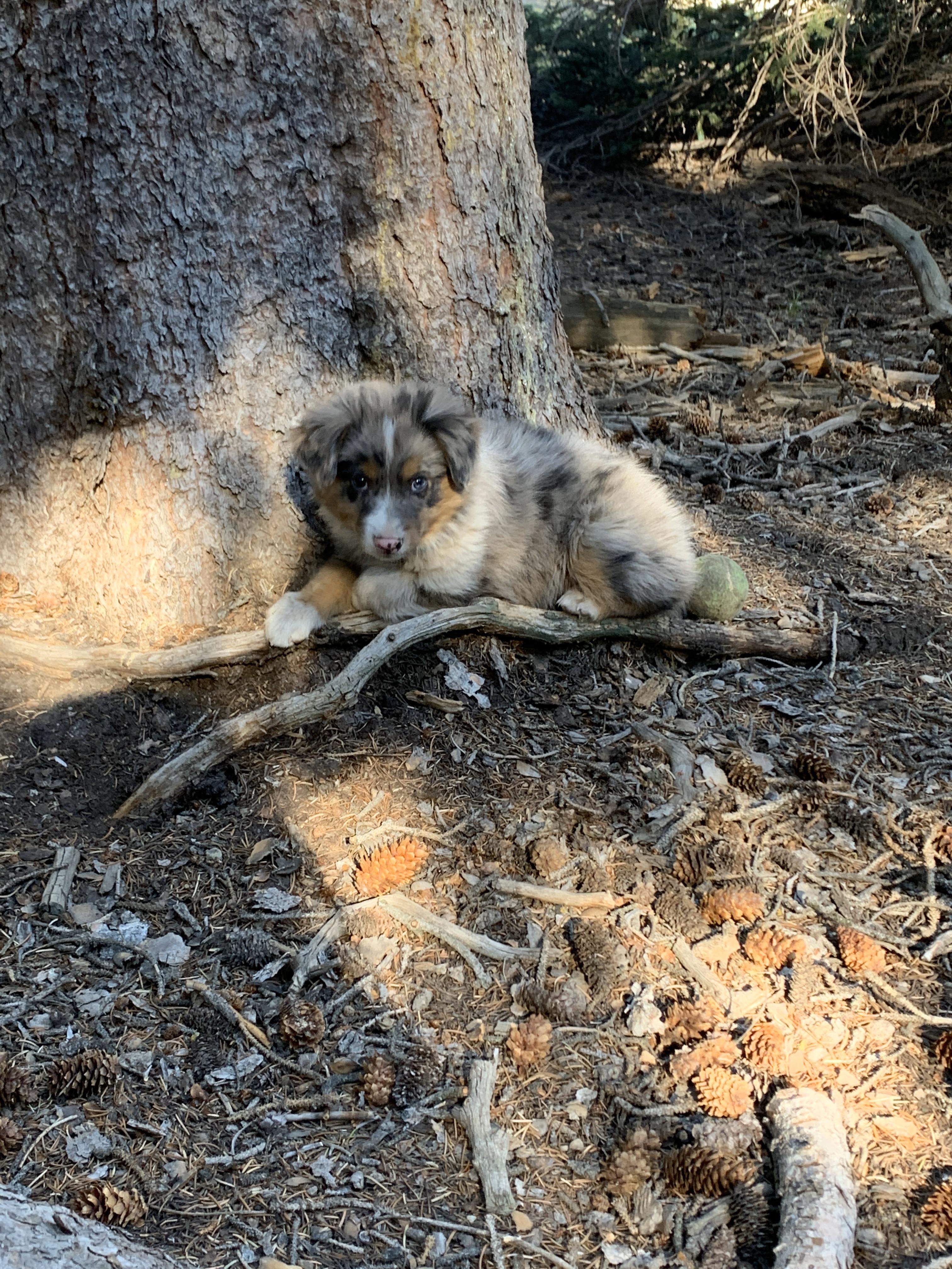 Milo’s first camping trip! My little tree hugger. | Scrolller