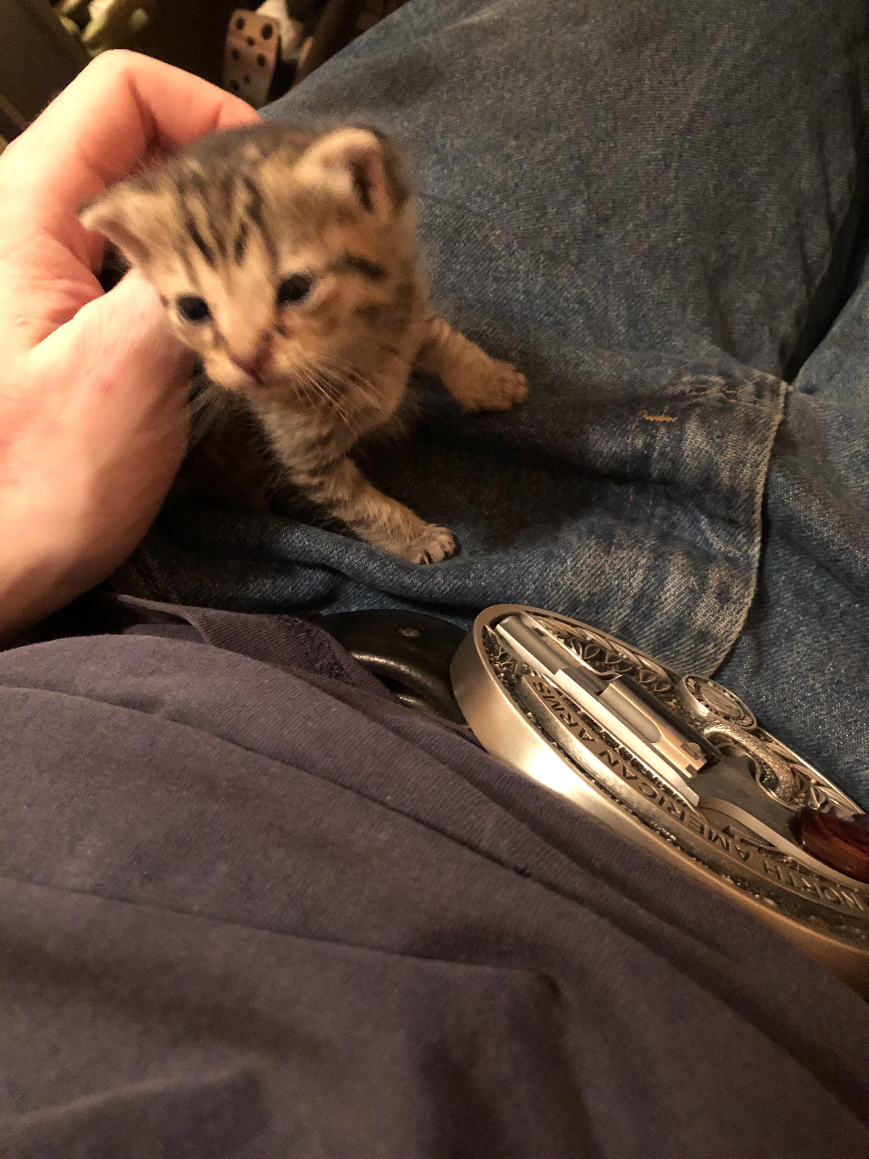 Mini cat feels safest with her mini gat | Scrolller