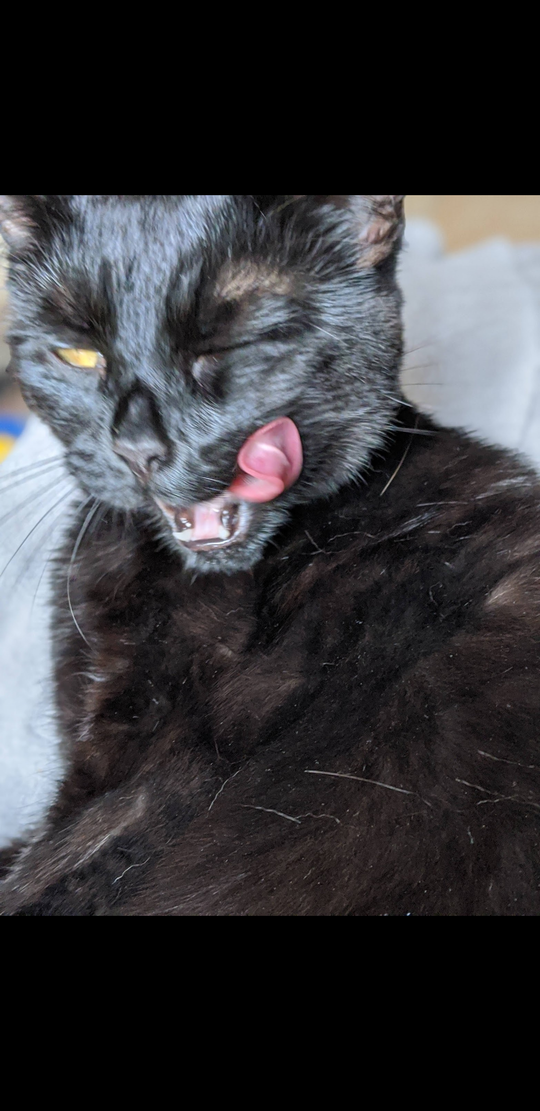Mini panther washing derp | Scrolller