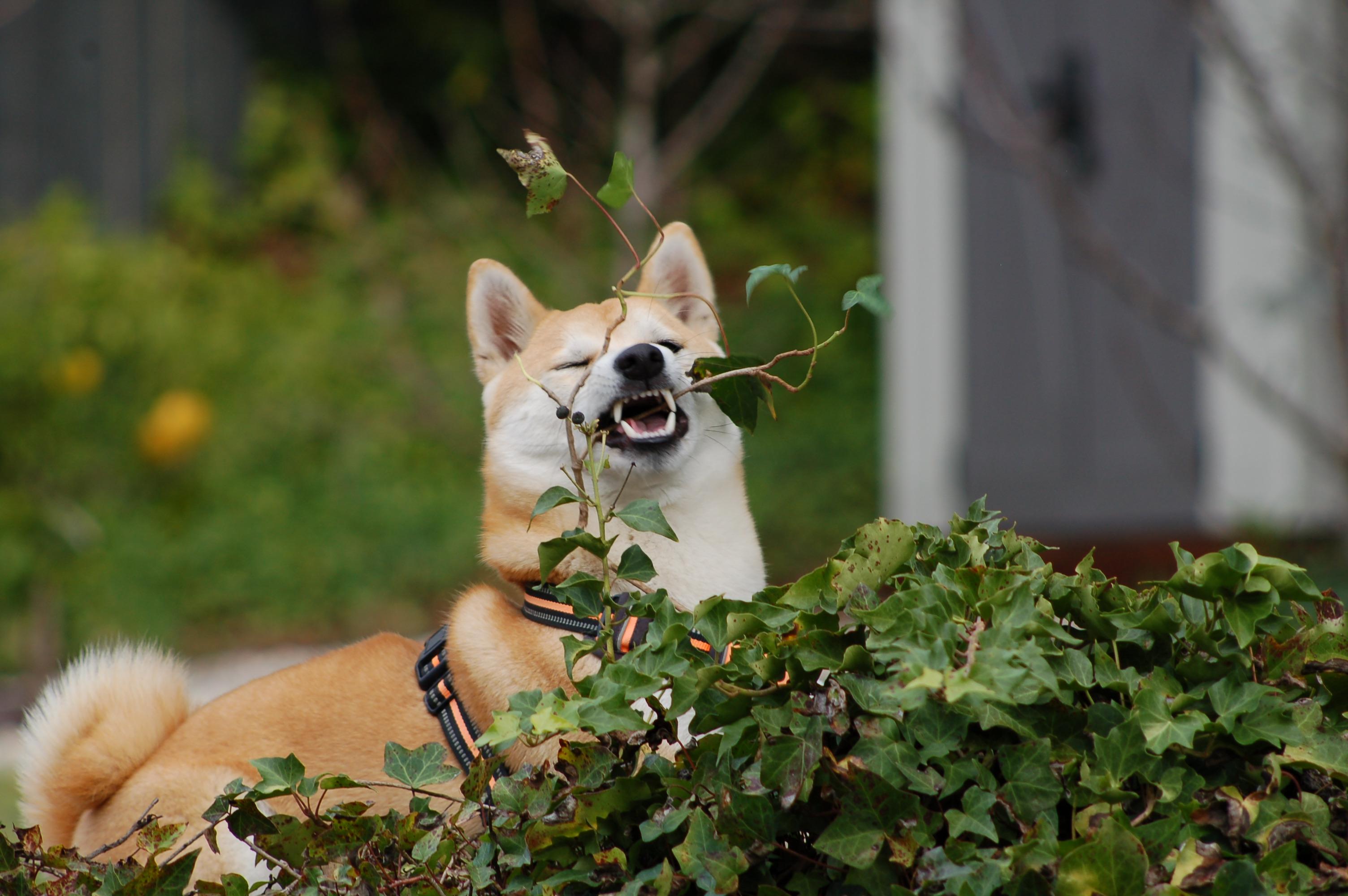 Mischievous Shibe | Scrolller