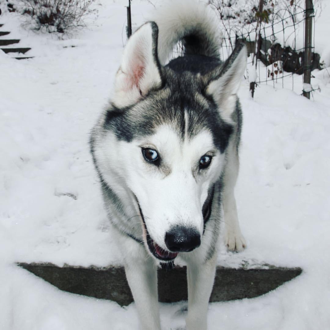 Mischievous Sibe | Scrolller