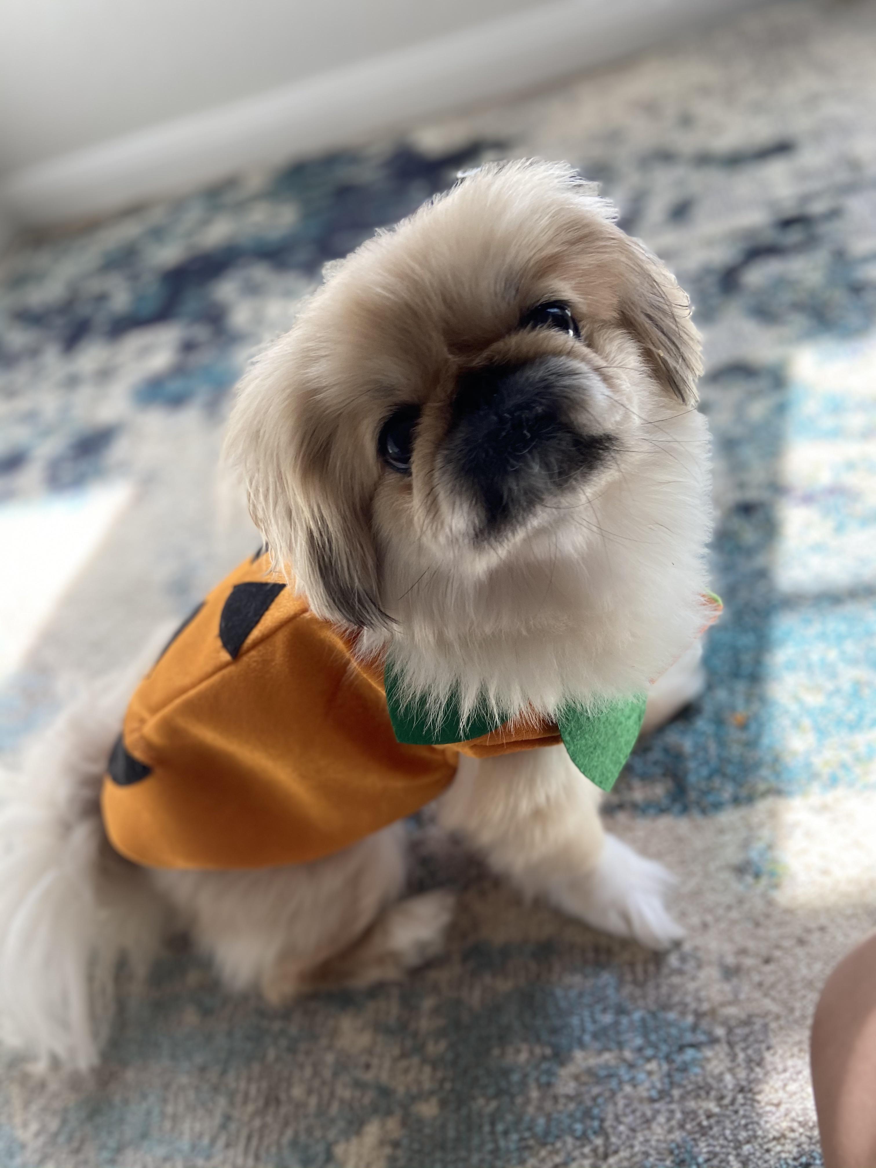 Miss Coco wanted to model her pumpkin costume for you guys!! | Scrolller