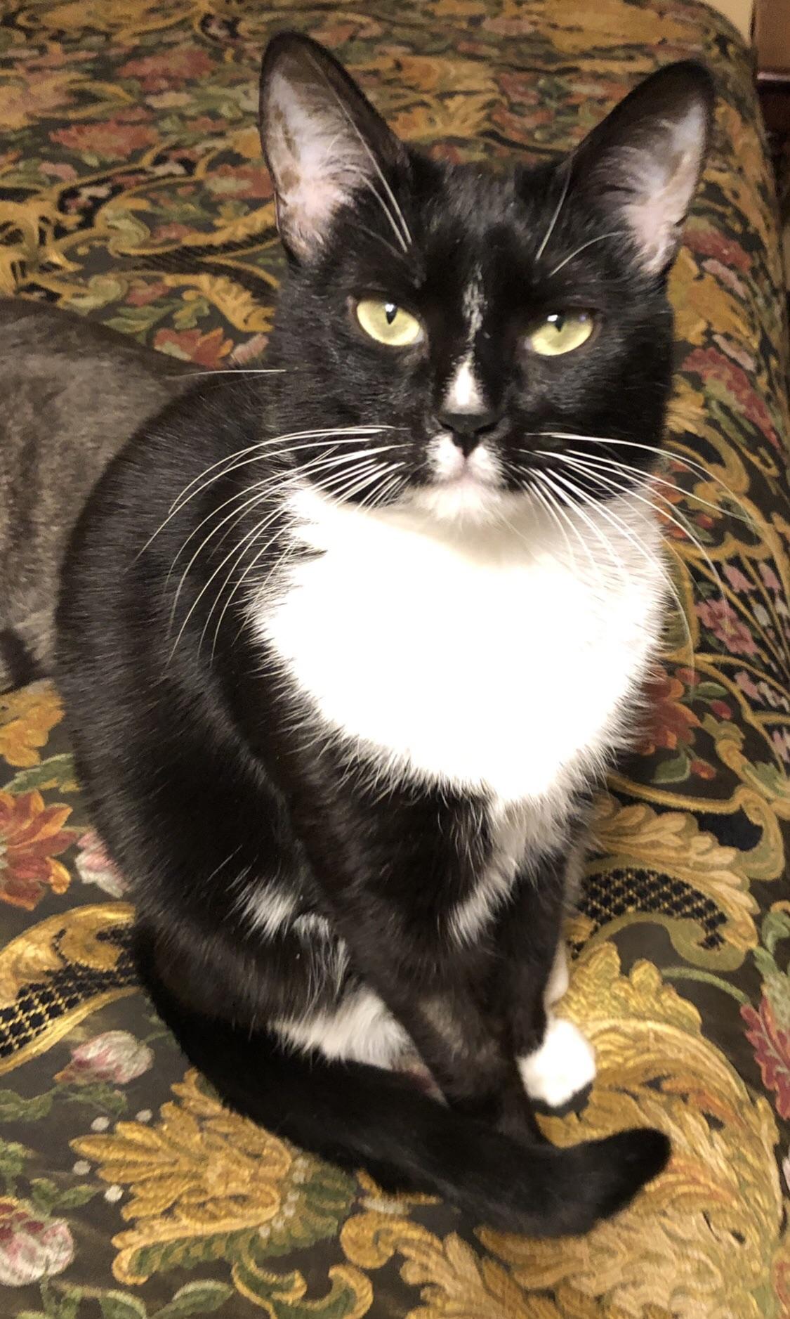 Miss Mittens Showing Off Her Tux | Scrolller