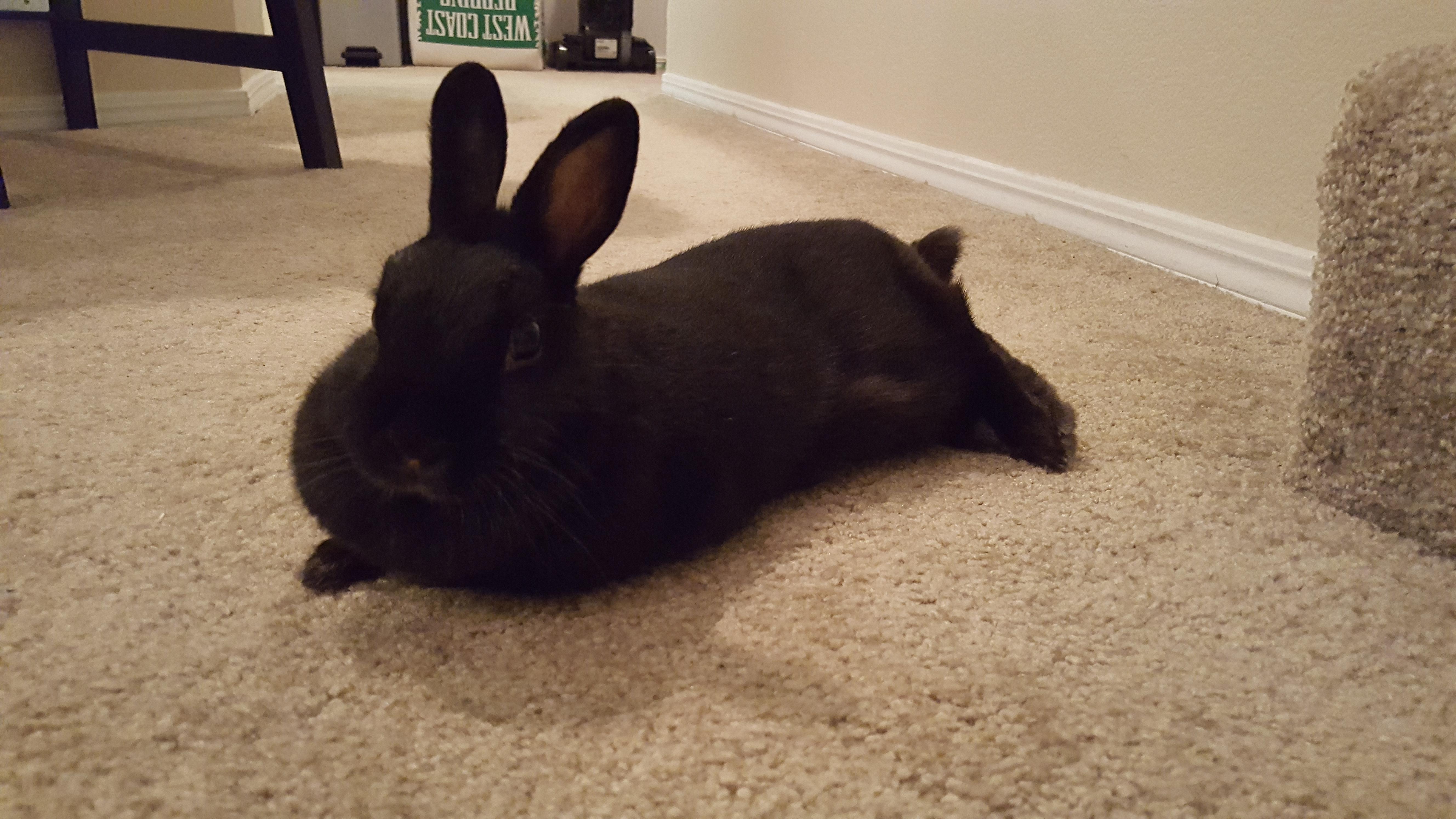Miss Peggy "Pegs" Dewlap, my Netherland Dwarf bunners. | Scrolller