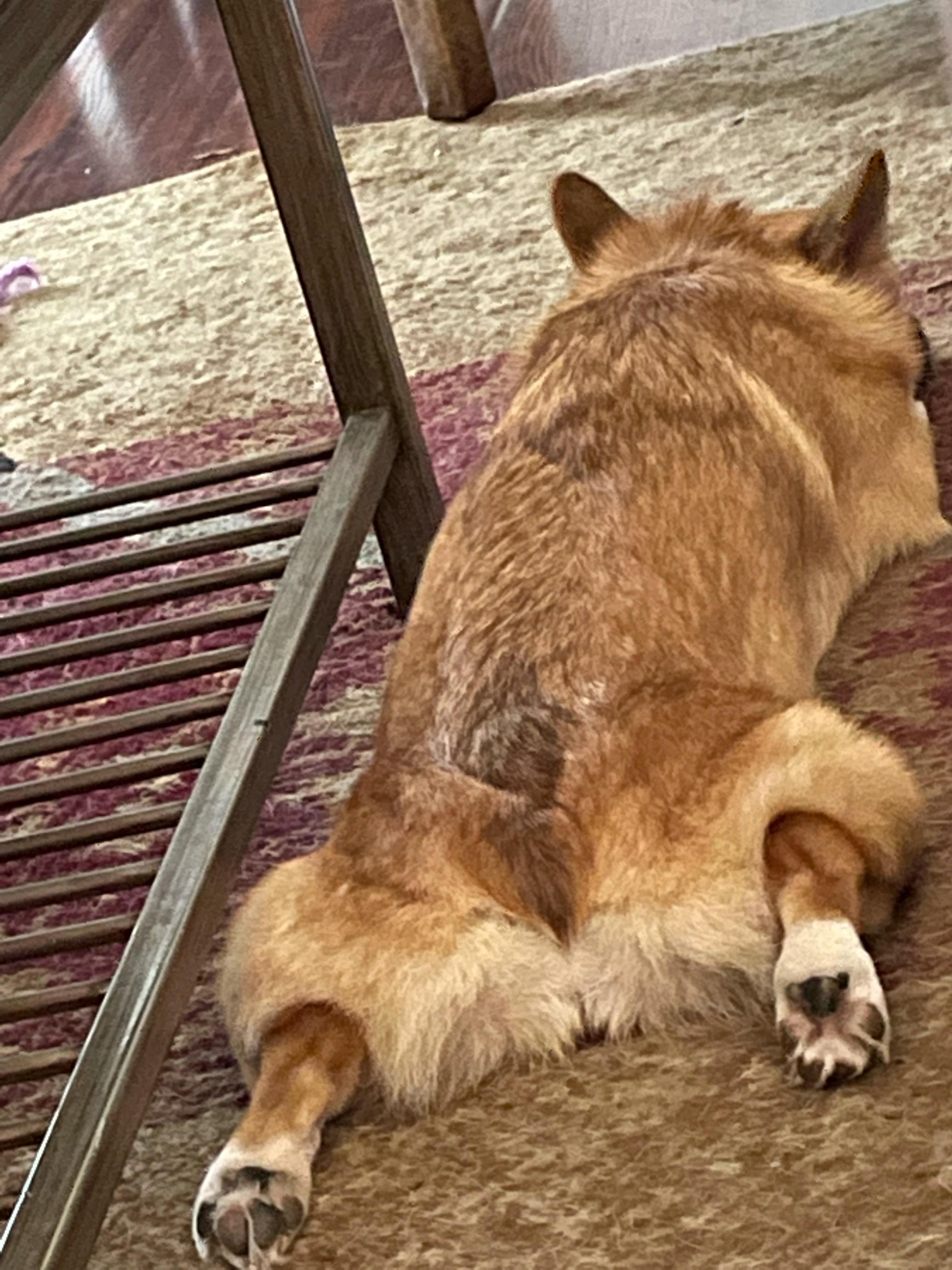 Miss Summer in a fall sploot. | Scrolller