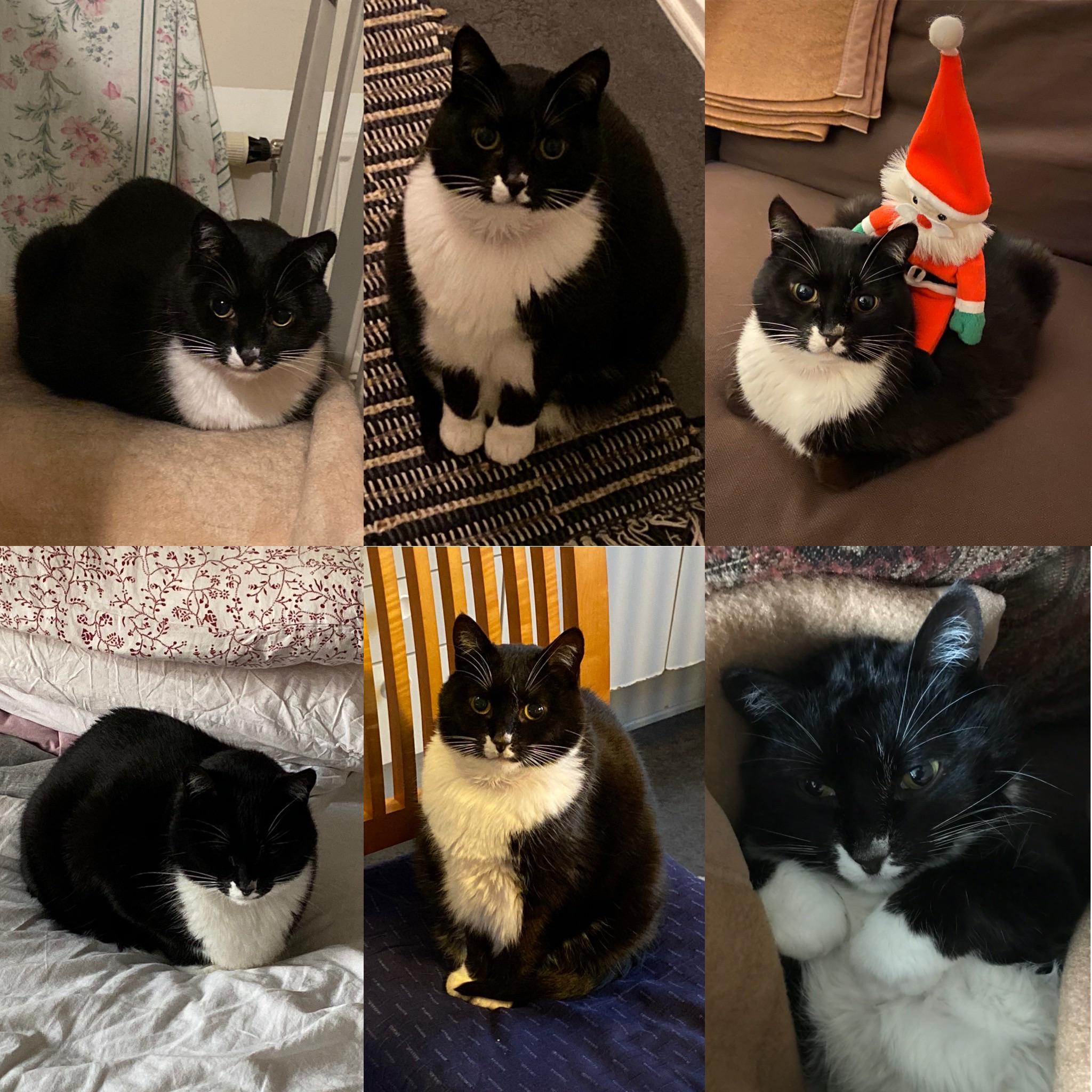 Misse - #1 certified master loafer and napper ️🌟 | Scrolller