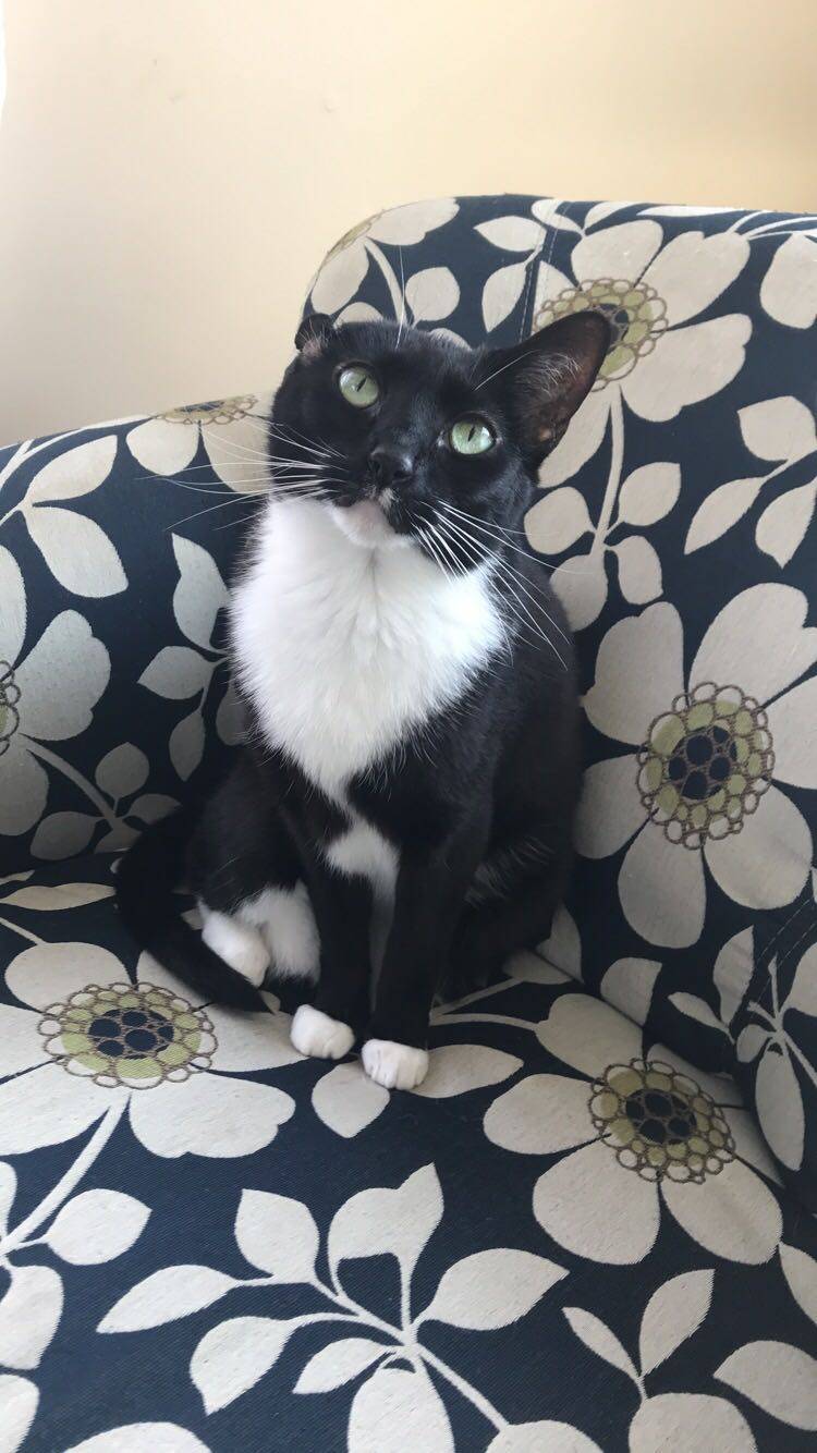 Missing an ear but still as beautiful as ever | Scrolller