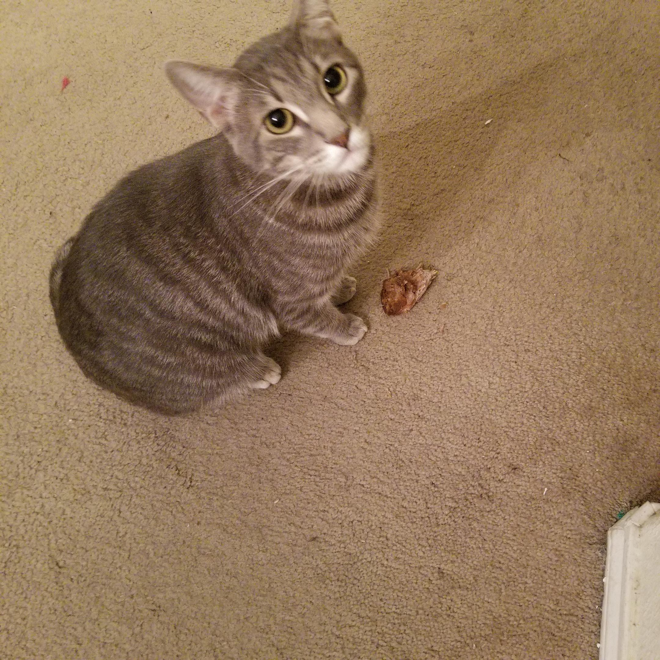 Missing cat | Scrolller