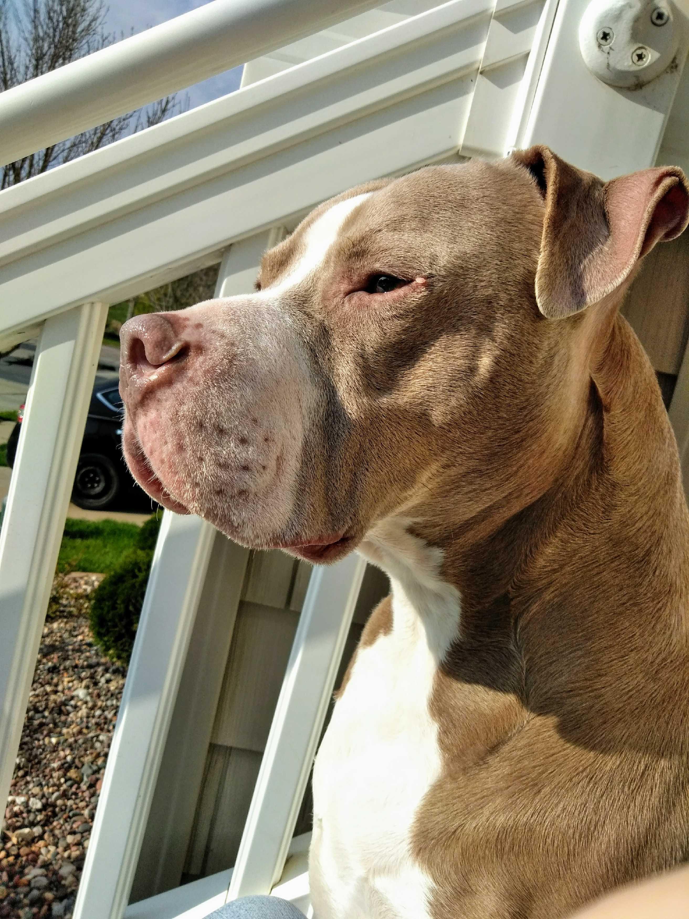 MISSING DOG! Toby is a 70lb pitbull last seen by St Joseph Health Center in St Charles MO on ...