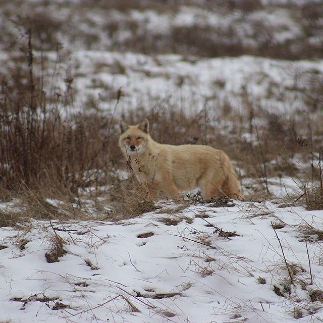 Mississauga Wildlife: Coyote | Scrolller