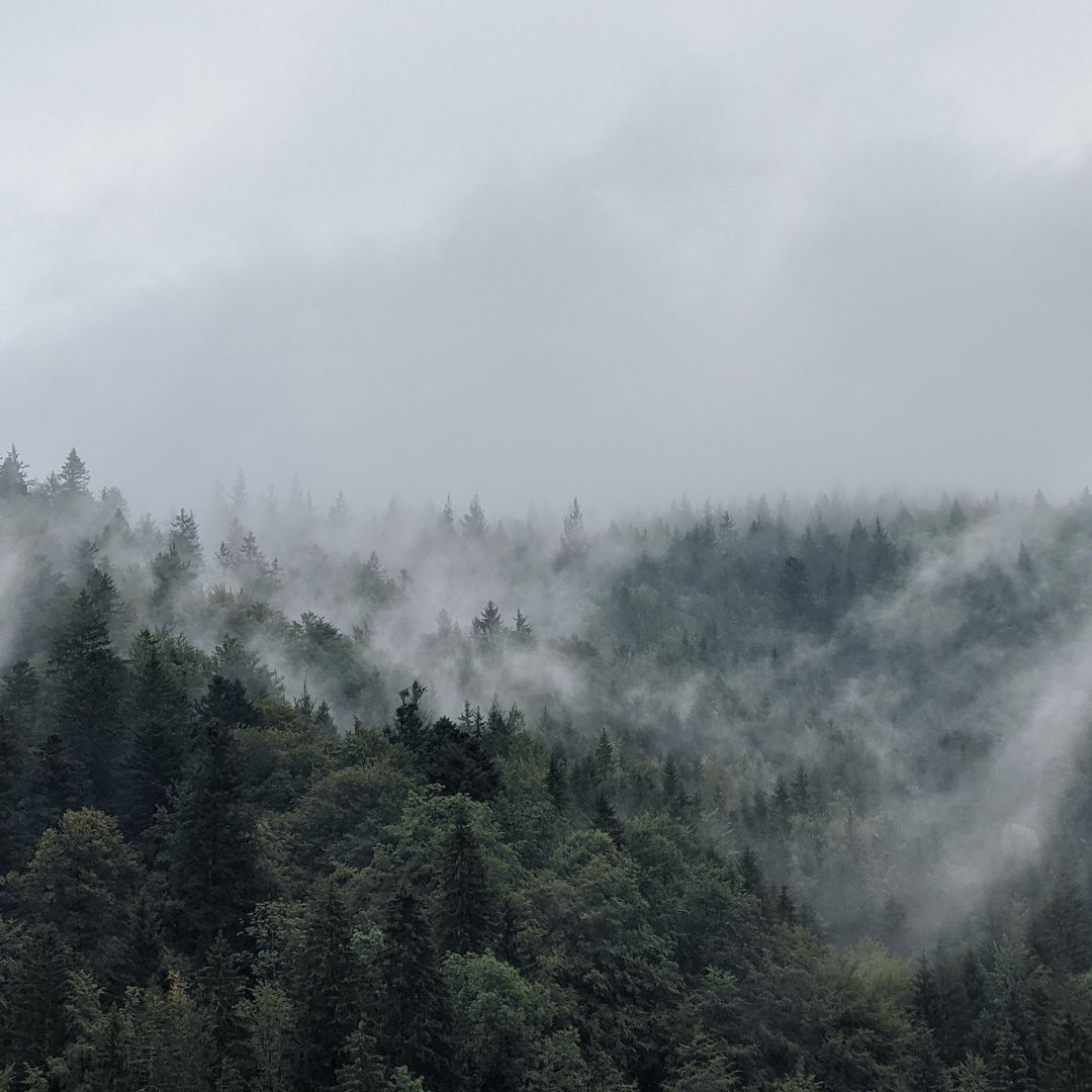 Mist in the Black Forest Germany. | Scrolller