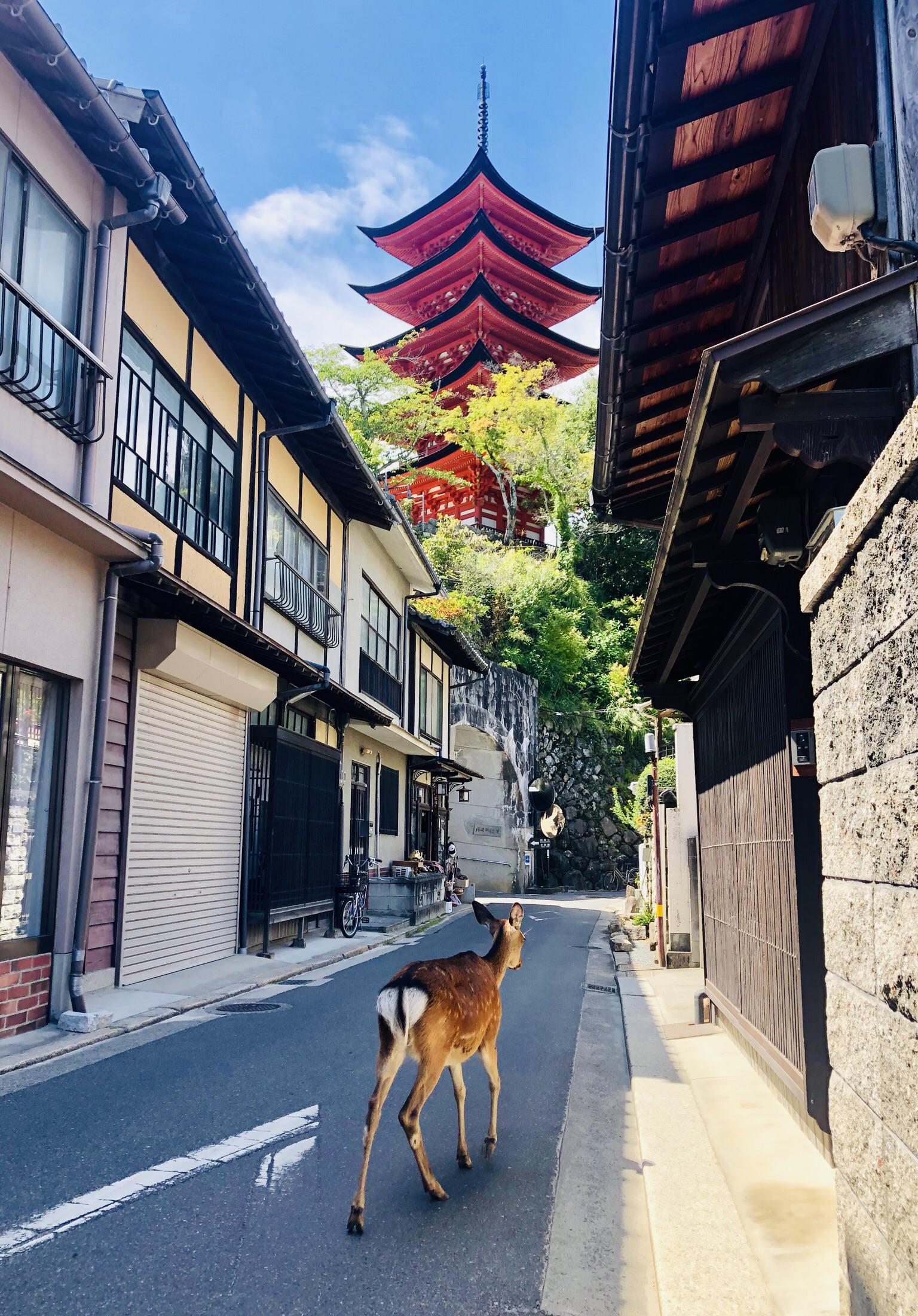 Miyajima, Hiroshima | Scrolller