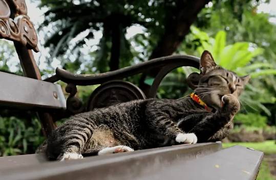 "mlem mlem-mlem mlem mlem" | Scrolller