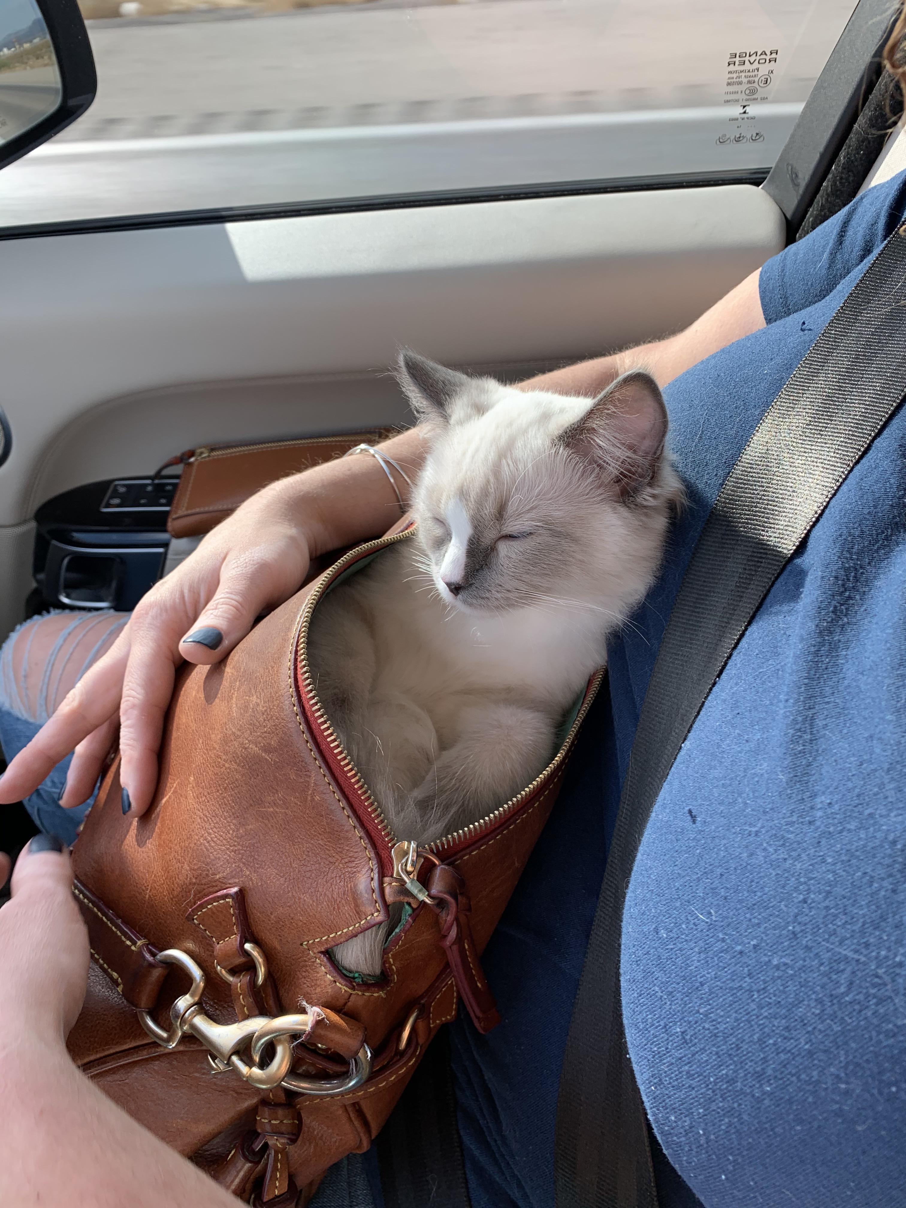 Mobile trap fully functional | Scrolller