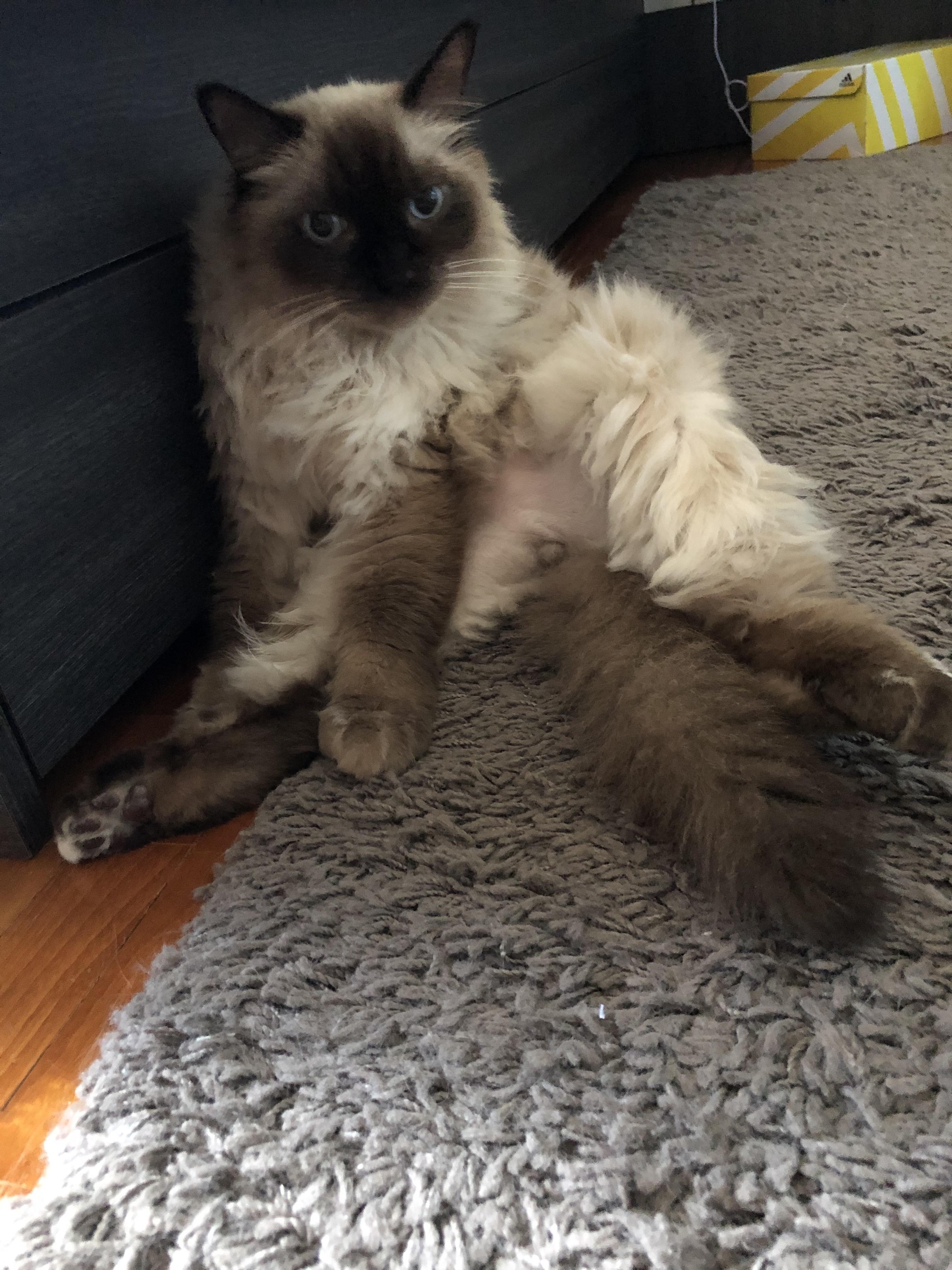 Mocha boy & his silly sitting habits 😂 | Scrolller