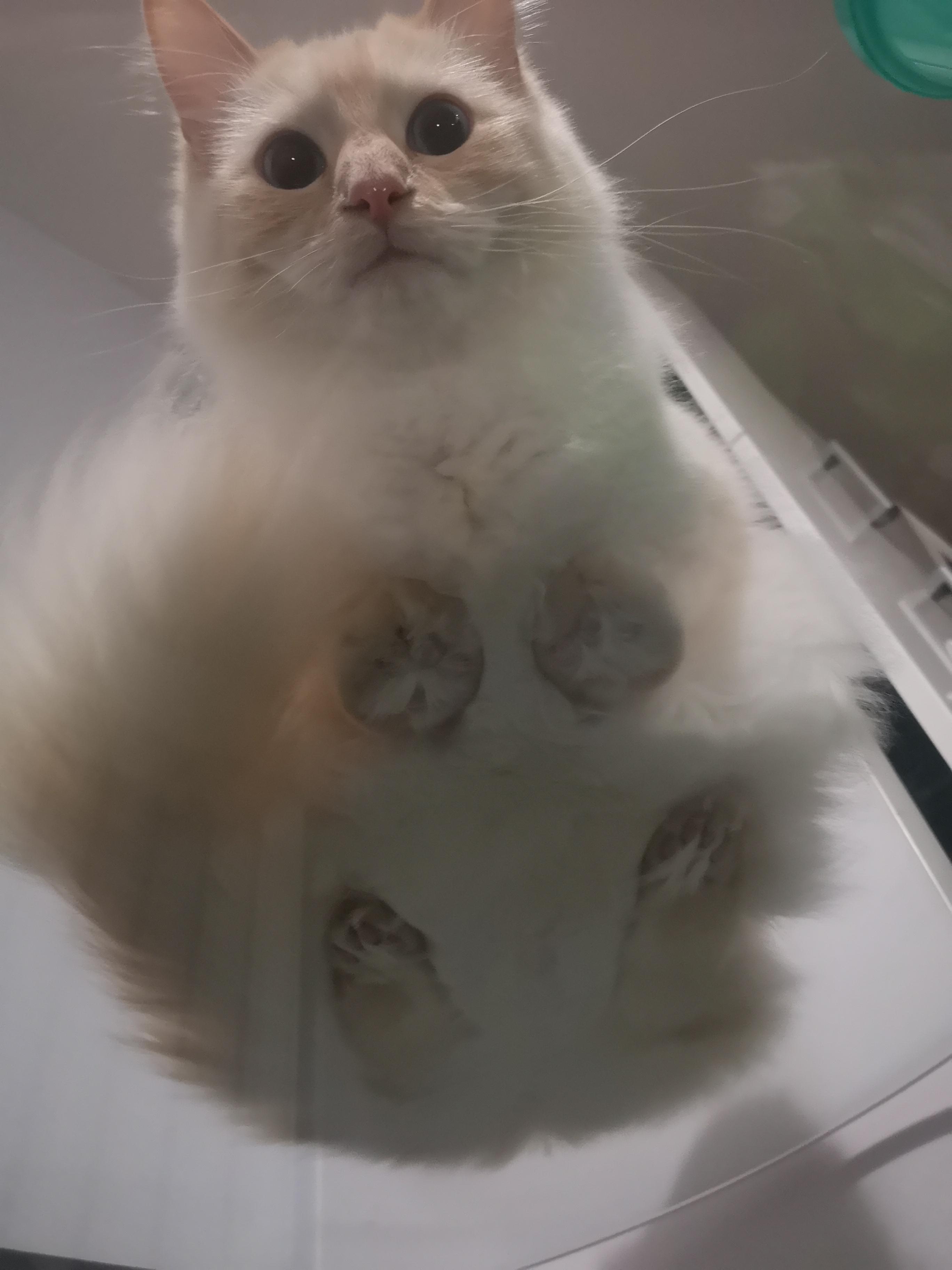 Mochi beans! | Scrolller