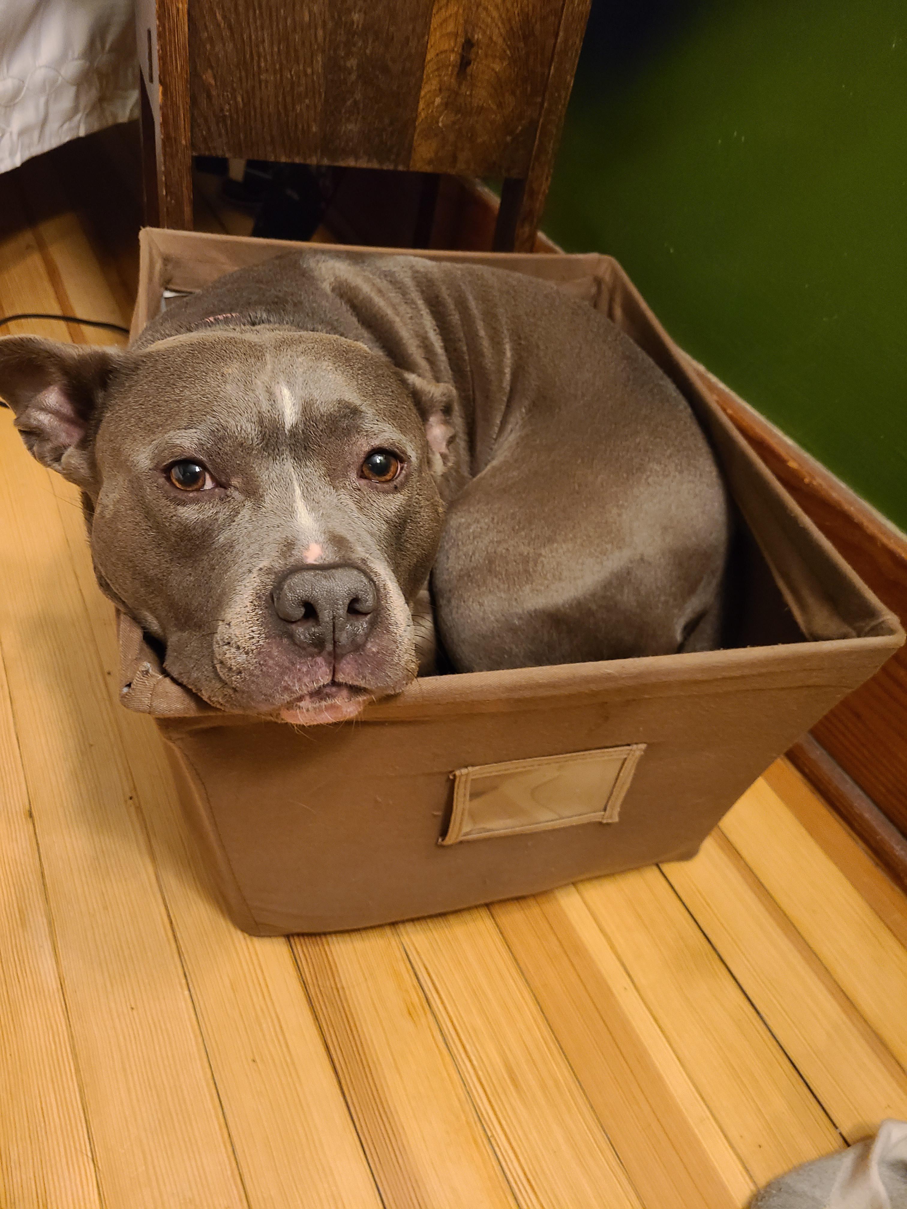 mods are asleep, post hippos in boxes | Scrolller