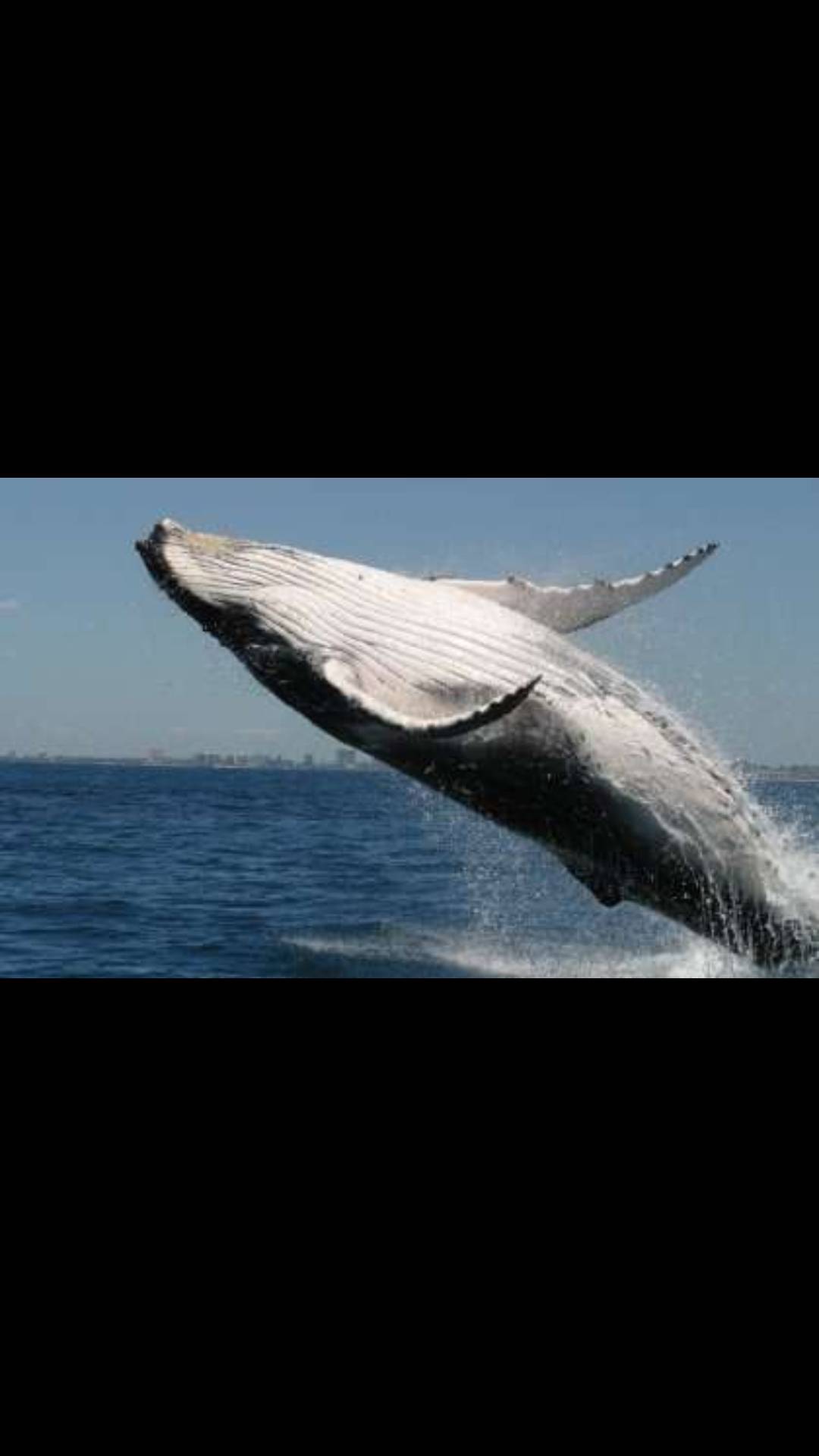 MODS are asleep, upvote Whales | Scrolller