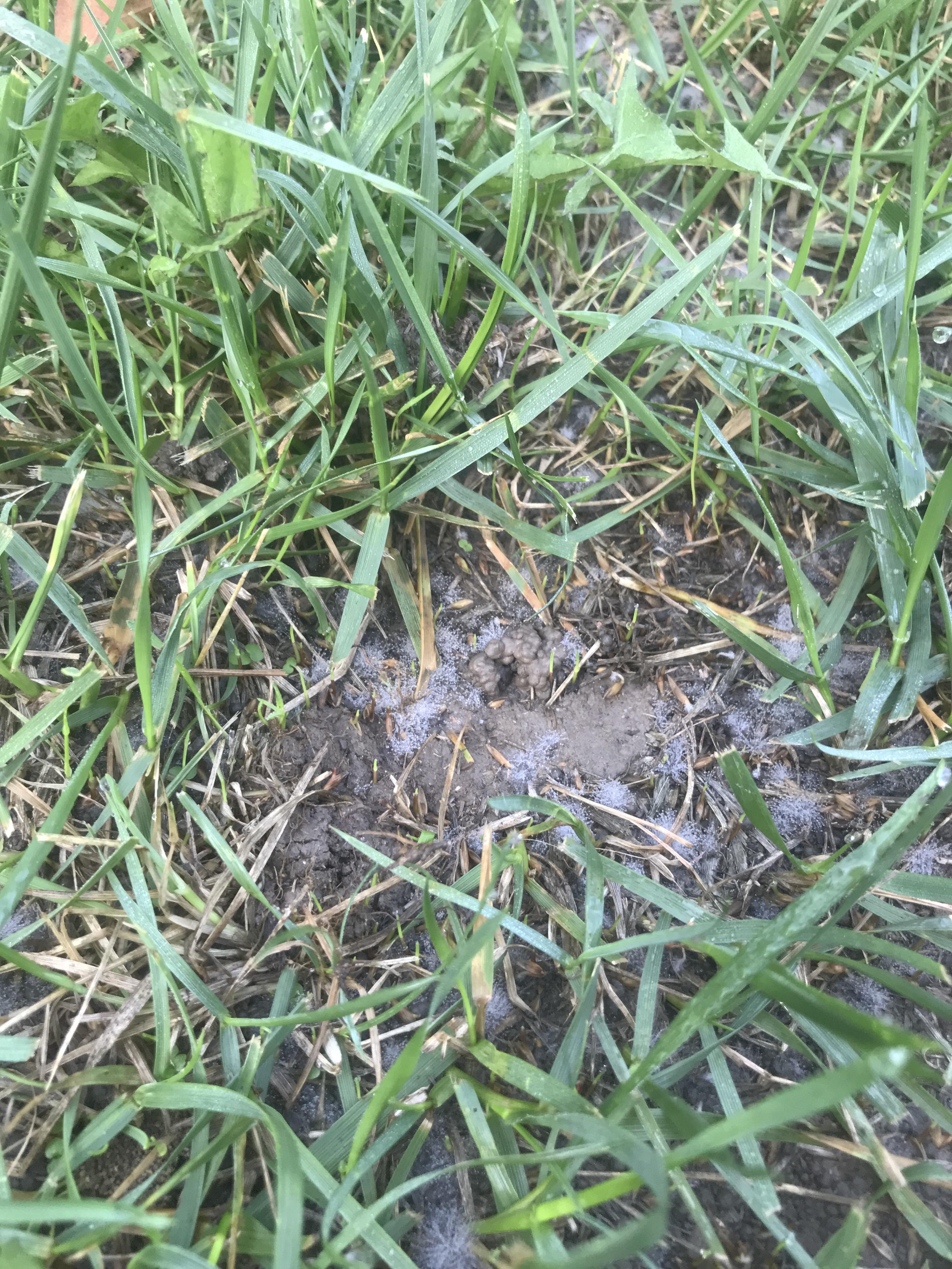 Mold? 1 week after putting down seed. | Scrolller