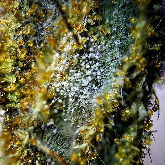 Mold on Cannabis under the Microscope | Scrolller