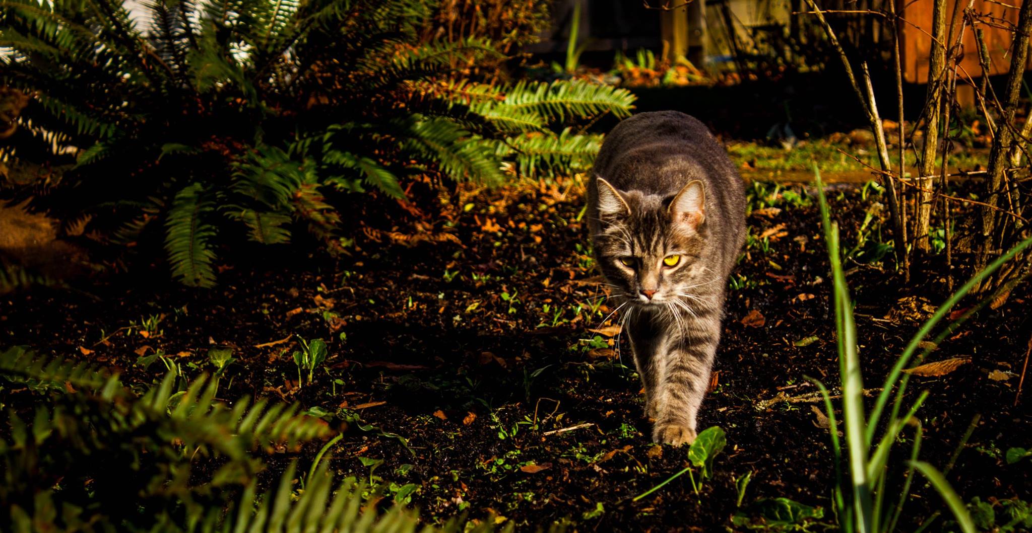 Molly, on the prowl | Scrolller